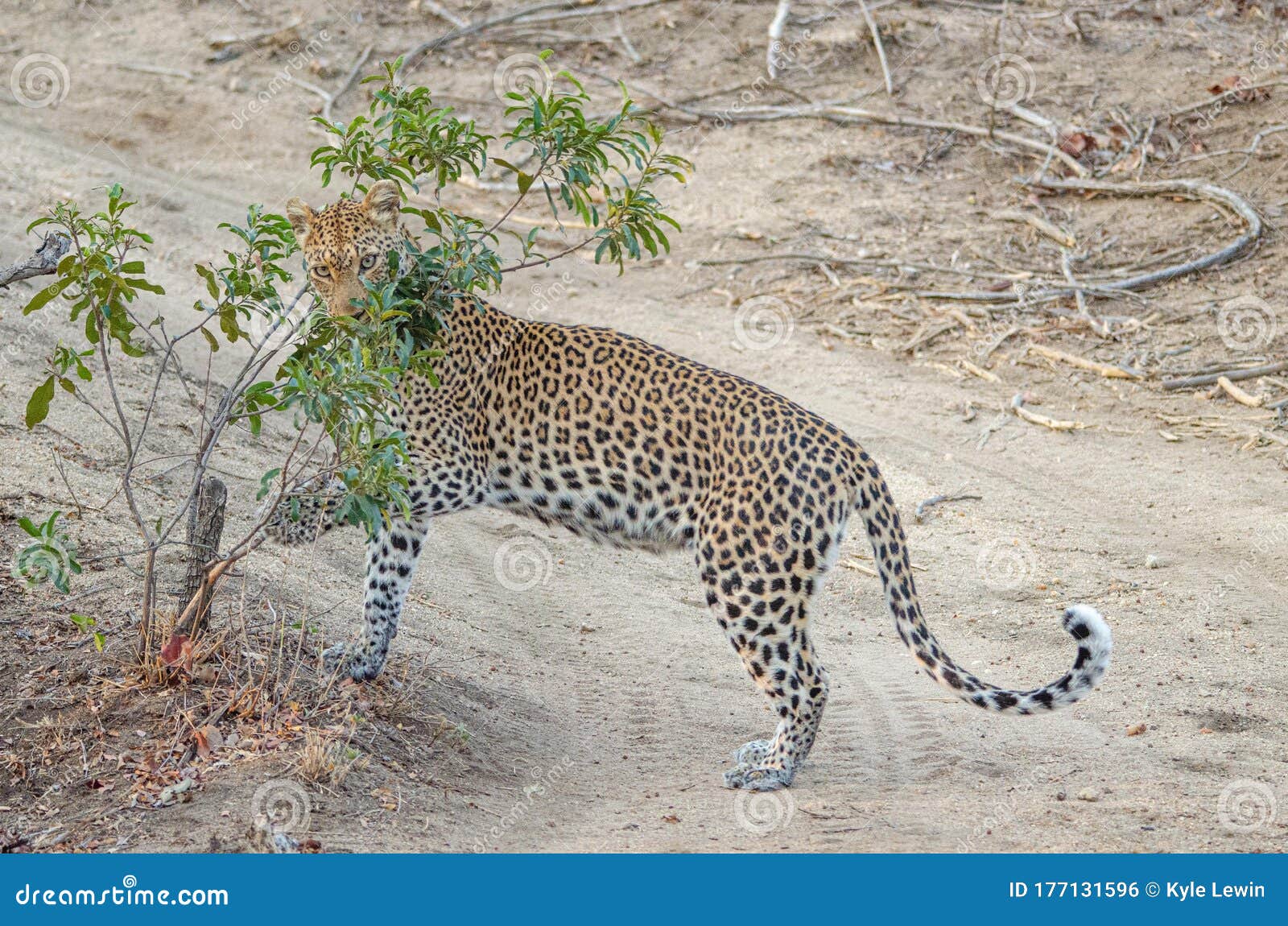 Female Leopard Looking at Us through the Branches Stock Photo - Image ...