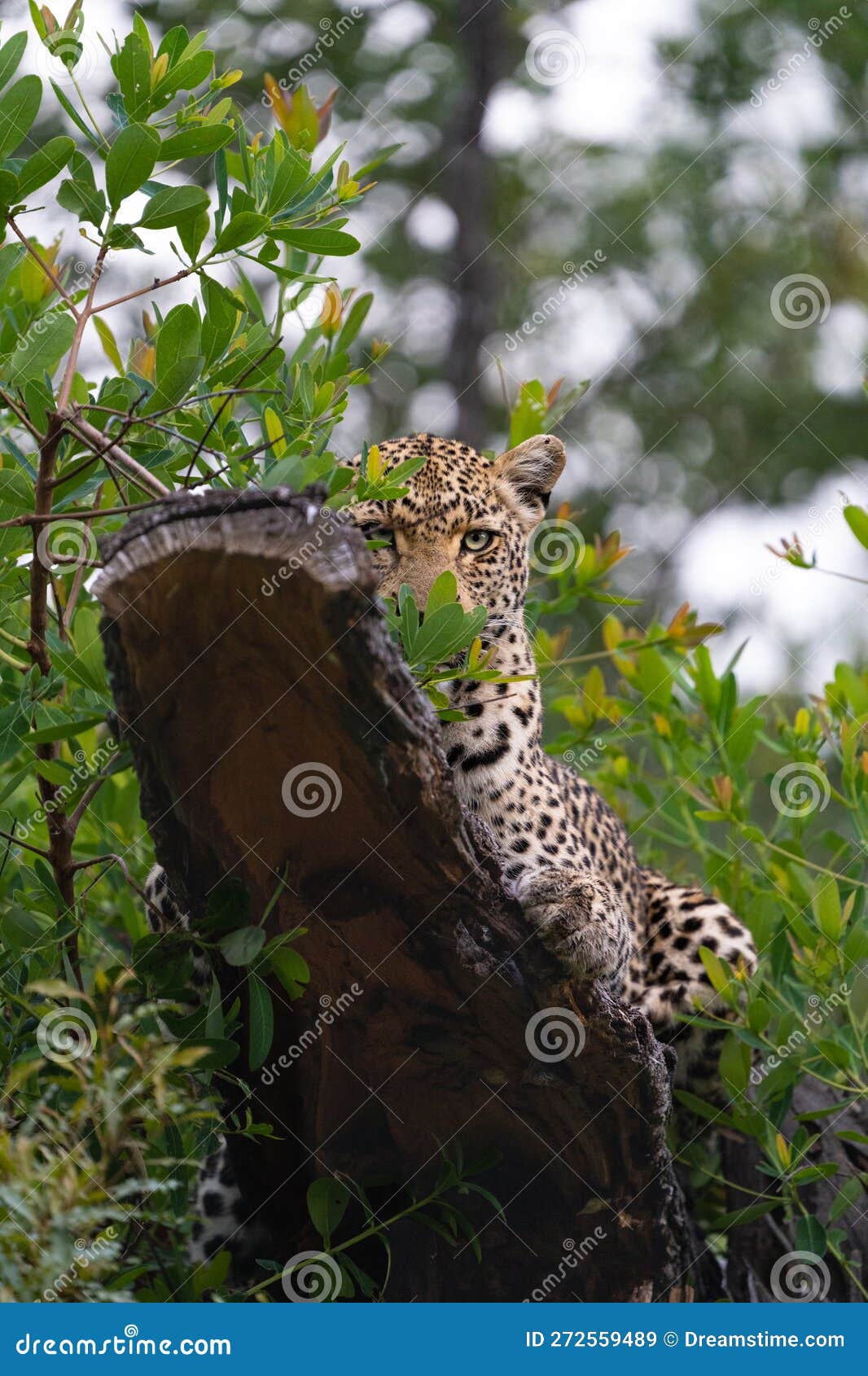 A Female Leopard Lying on a Tree Trunk Looking through Leaves into the ...