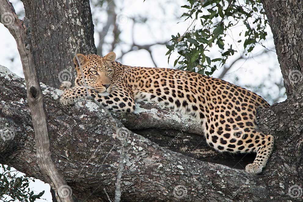 A Female Leopard Relaxing in a Tree. Stock Image - Image of nature ...