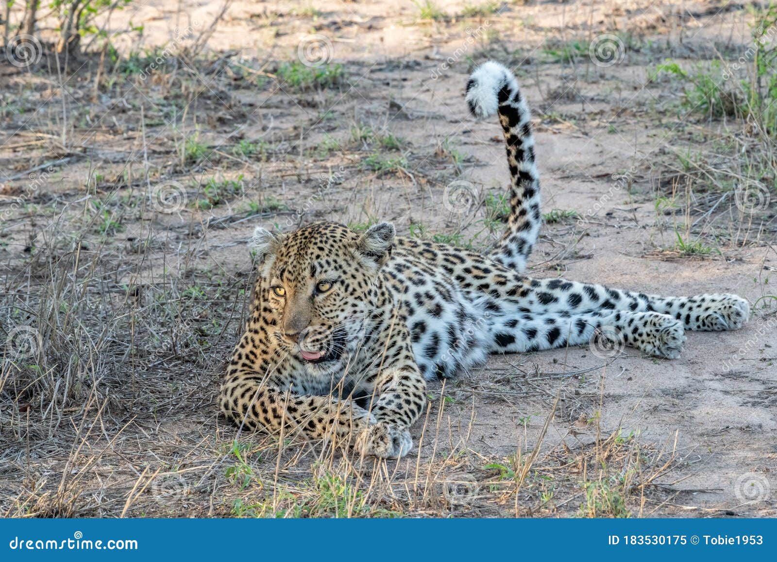 Leopard Resting with Tail Up Stock Image - Image of carnivore, female ...