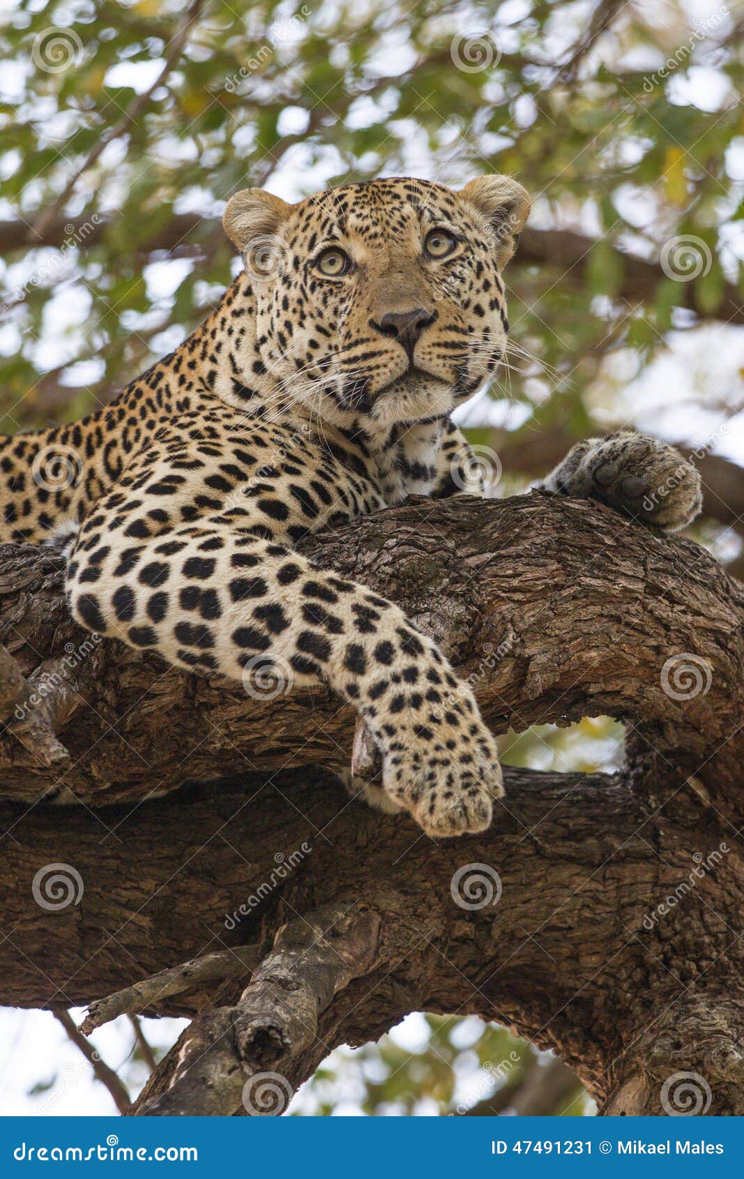 Female Leopard Resting in Tree Stock Image - Image of animal, animals ...