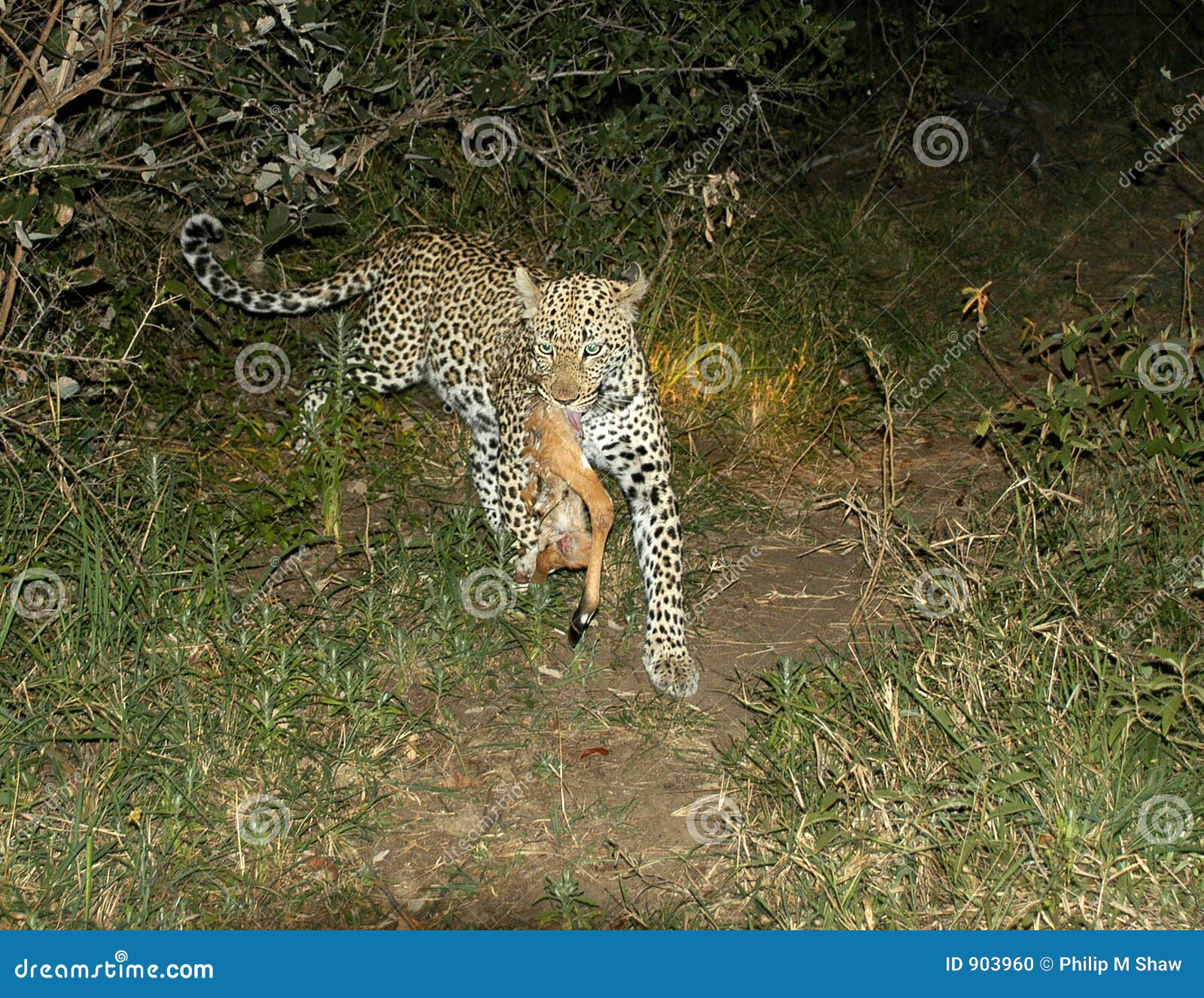 Female Leopard Runs with Her Kill Stock Photo - Image of leopard ...