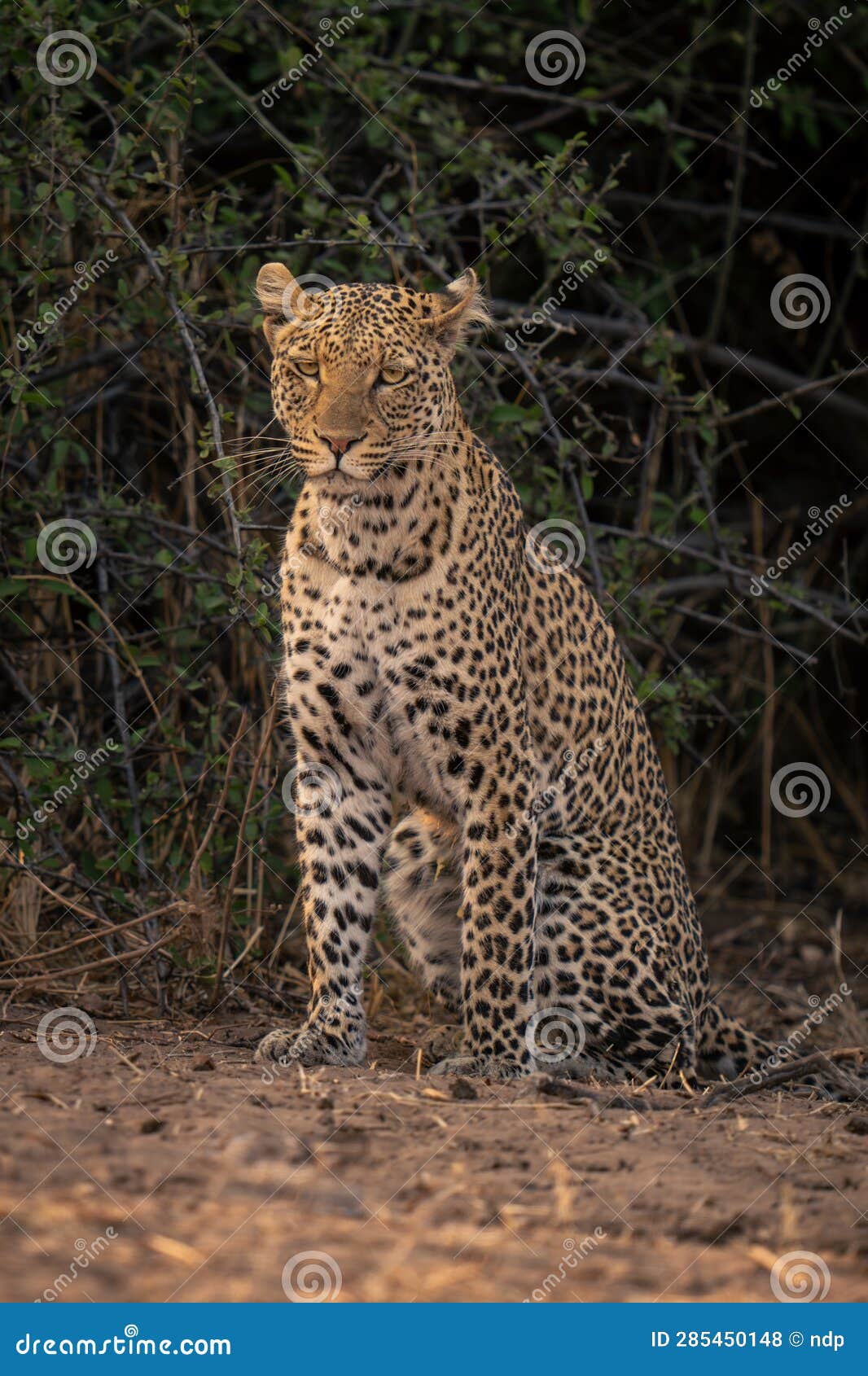 Female Leopard Sits by Bush Looking Down Stock Photo - Image of chobe ...