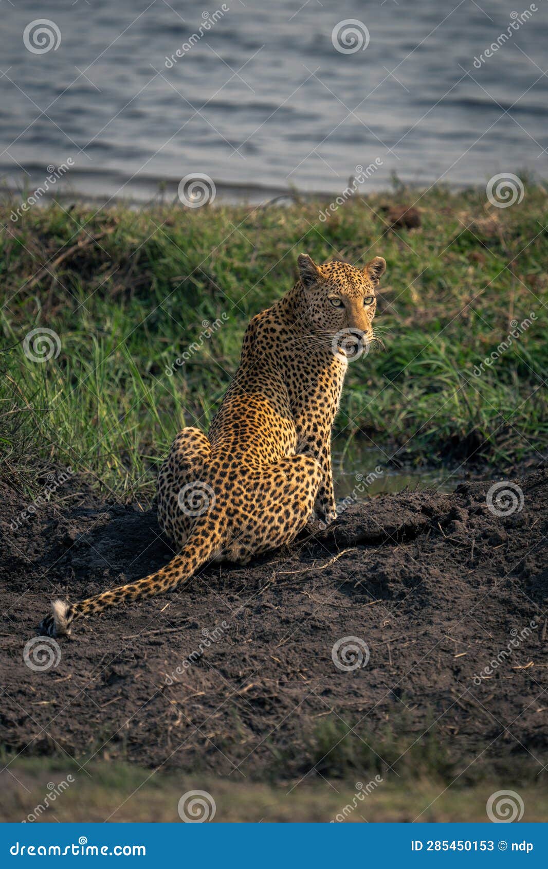 Female Leopard Sits Looking Back on Riverbank Stock Image - Image of ...