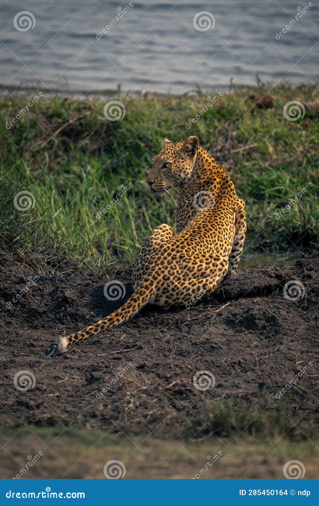 Female Leopard Sits on Riverbank Turning Round Stock Photo - Image of ...