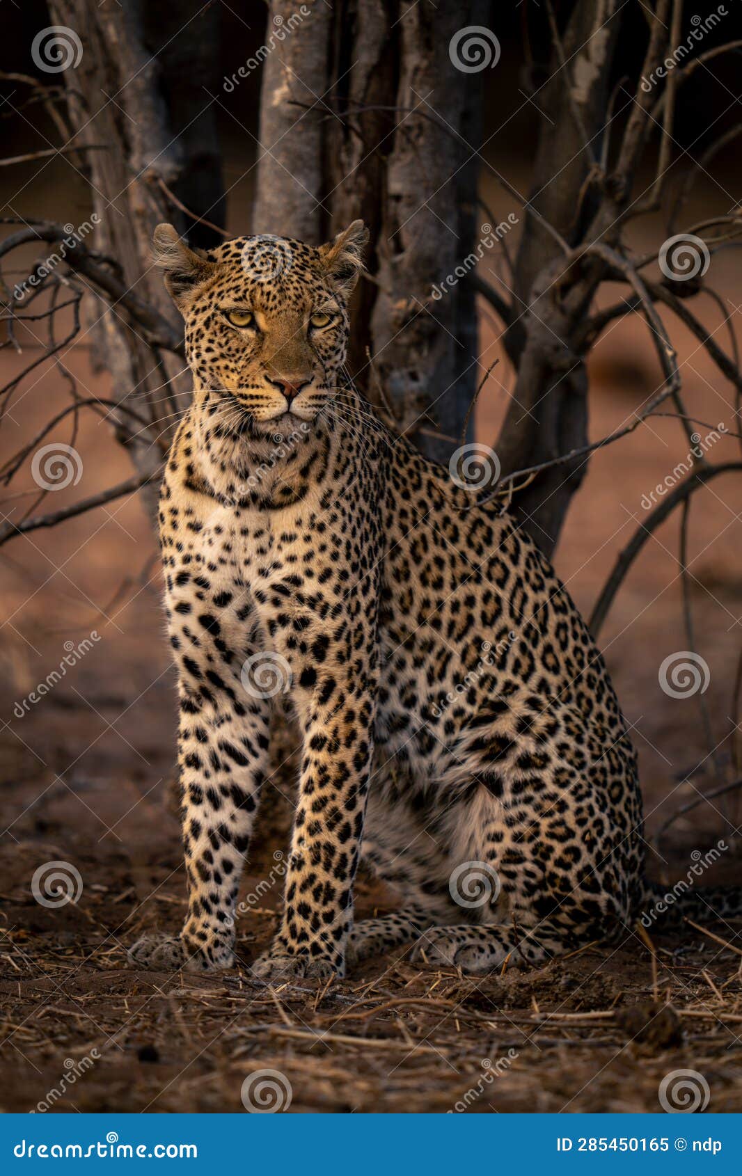 Female Leopard Sits on Sand by Tree Stock Image - Image of park ...