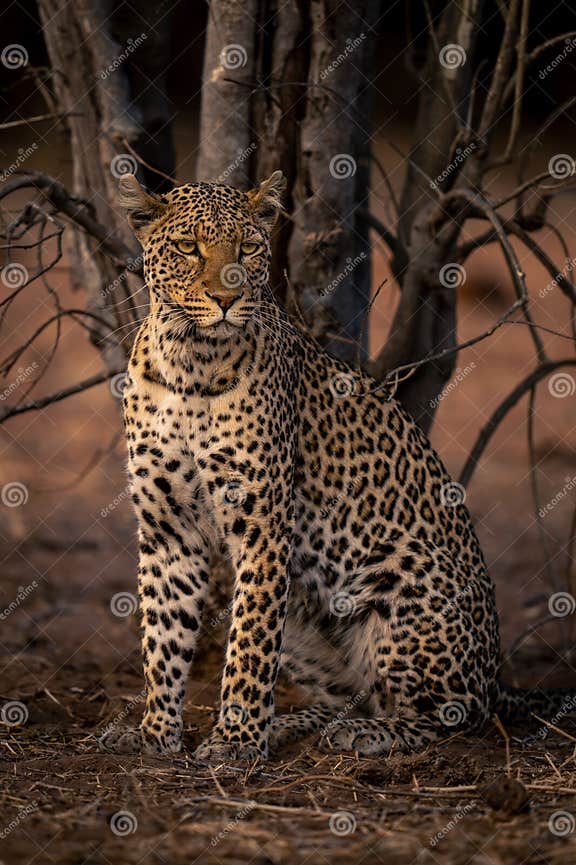 Female Leopard Sits on Sand by Tree Stock Image - Image of park ...