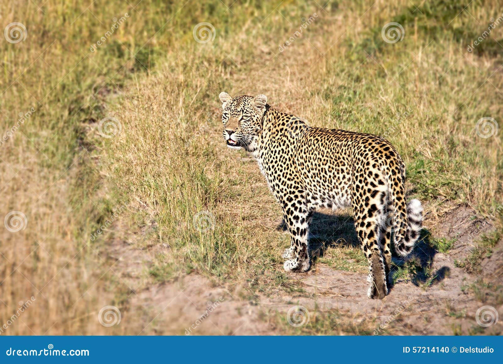 Female Leopard, South Africa Stock Photo - Image of game, national ...