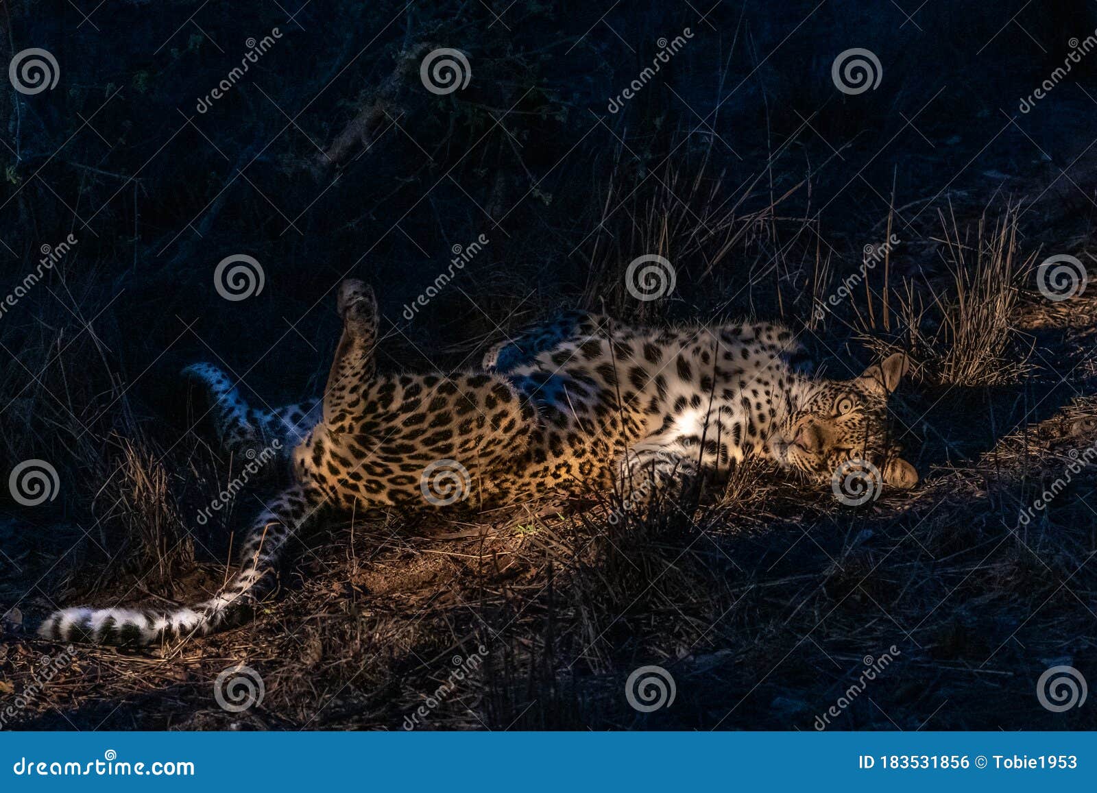 Leopard Resting in Spotlight Stock Photo - Image of game, spotlight ...