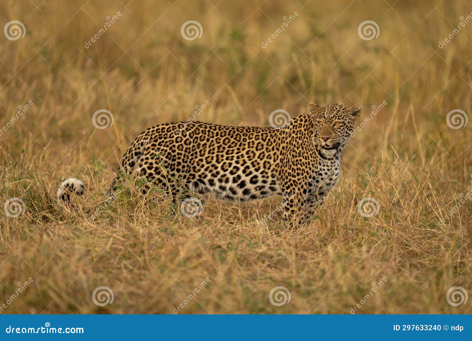 Female Leopard Stands in Grass Looking Round Stock Photo - Image of ...
