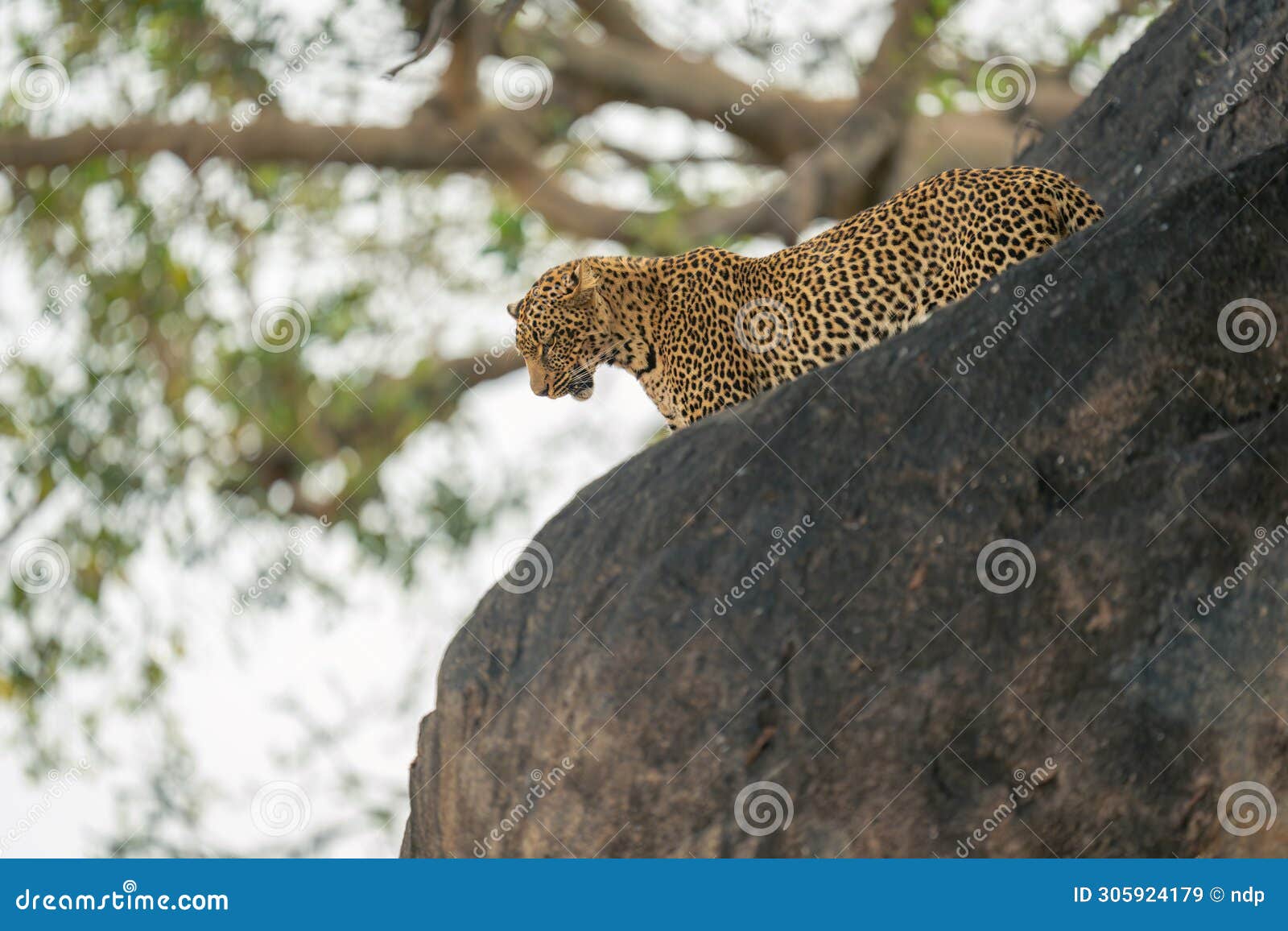 Female Leopard Stands on Rock Looking Down Stock Image - Image of ...