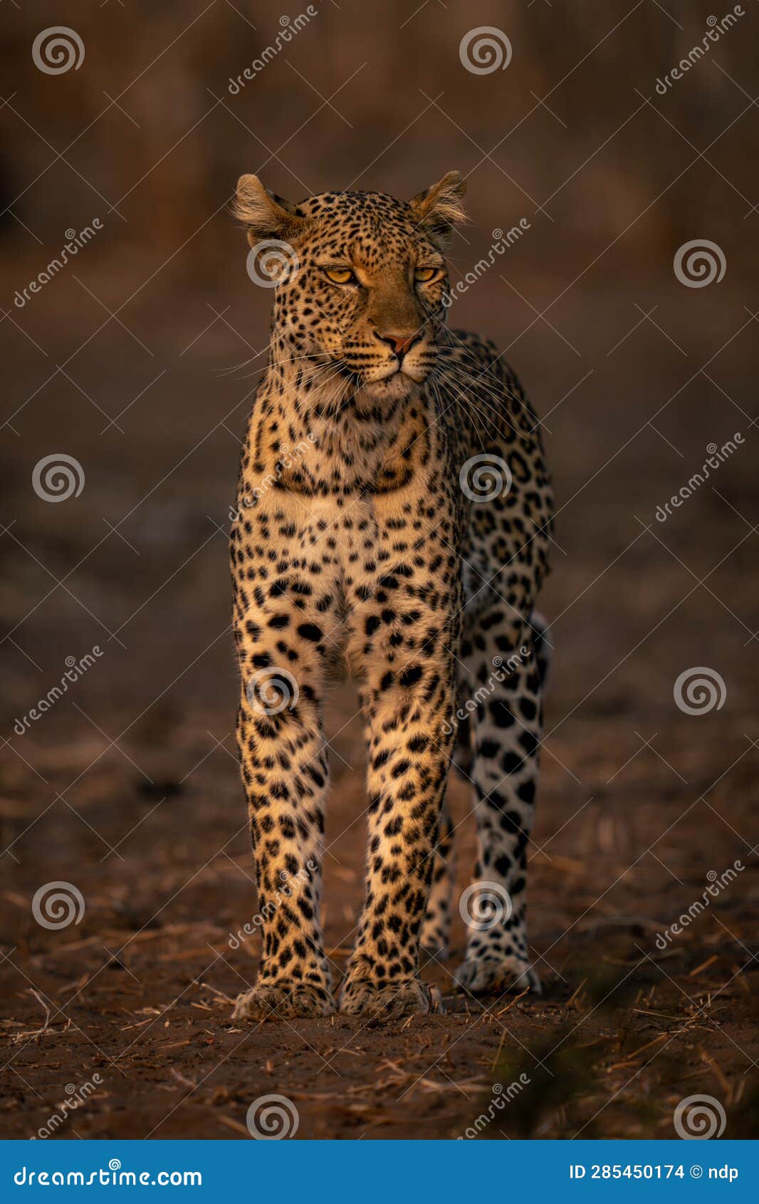 Female Leopard Stands on Sand Turning Head Stock Photo - Image of ...