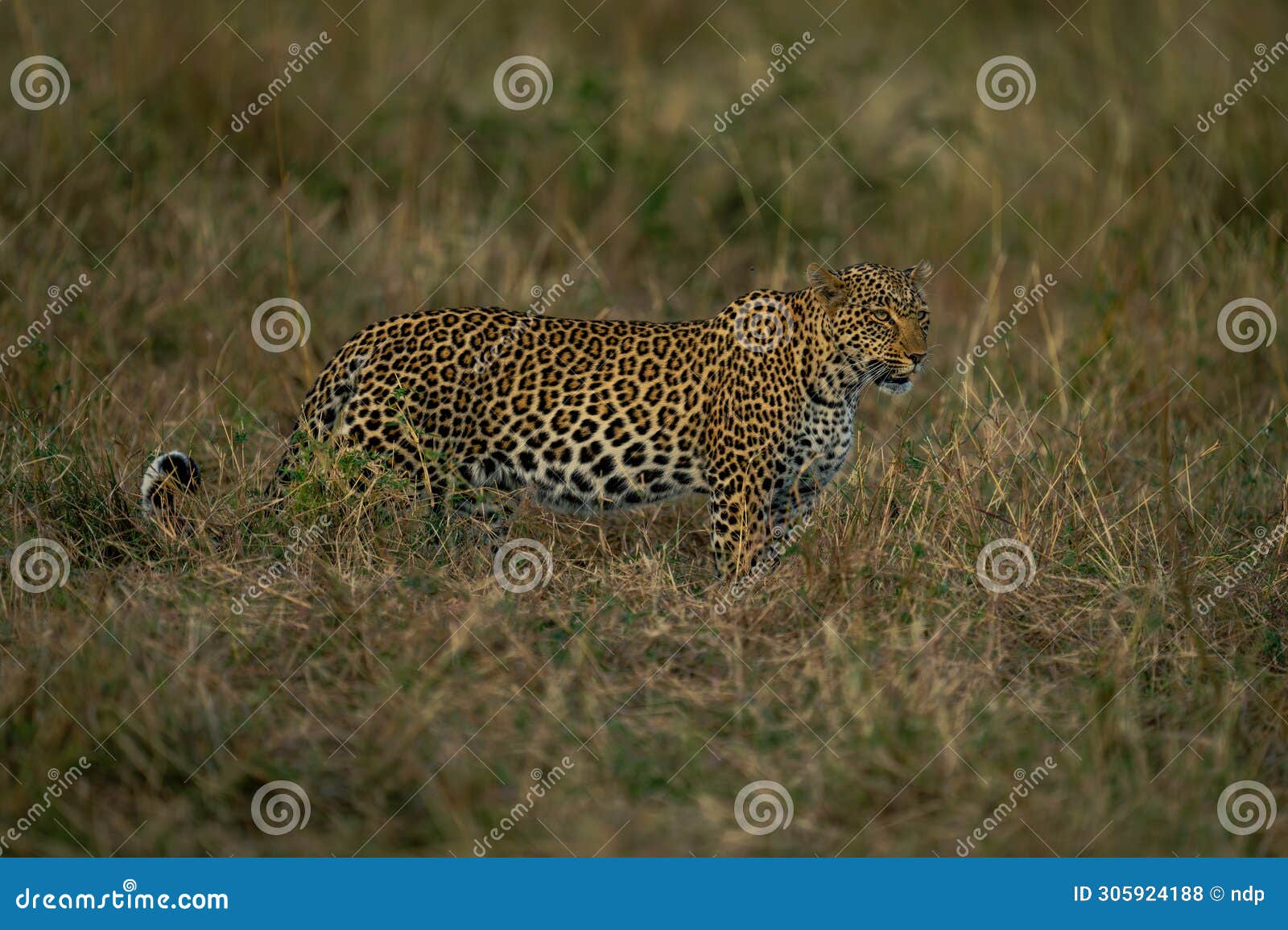 Female Leopard Stands Staring in Tall Grass Stock Photo - Image of ...