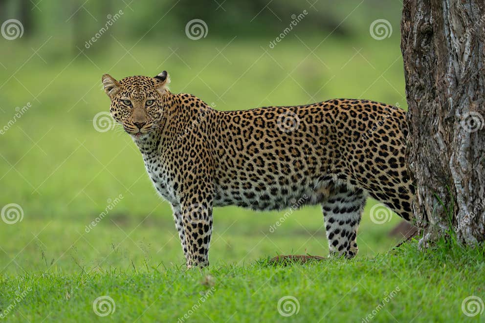 Female Leopard Stands by Tree Turning Head Stock Photo - Image of ...