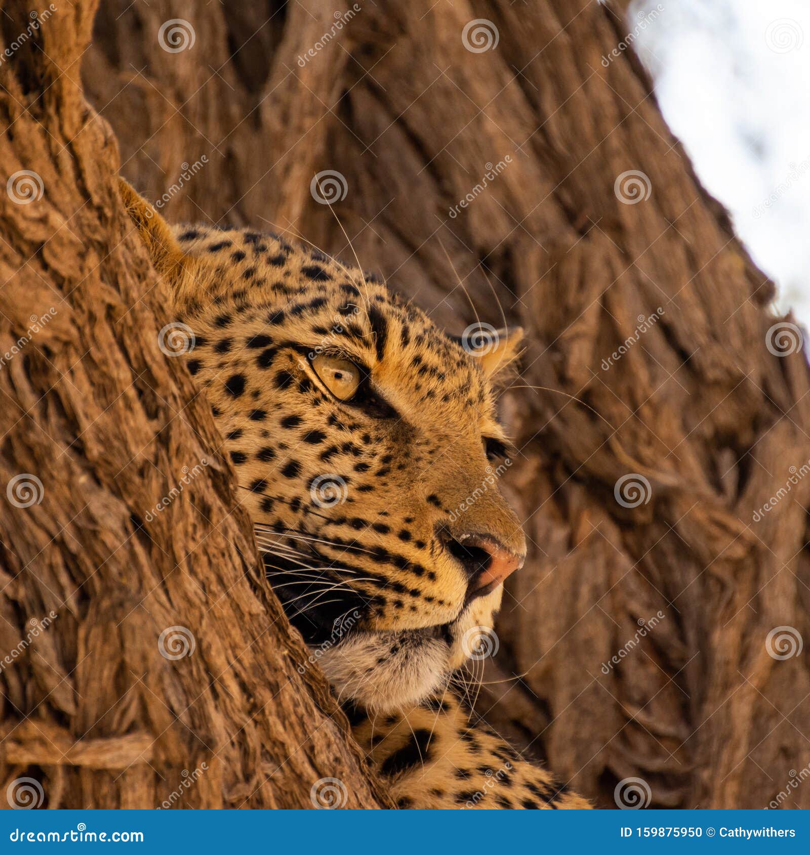 Female Leopard stock photo. Image of pardus, animal - 159875950