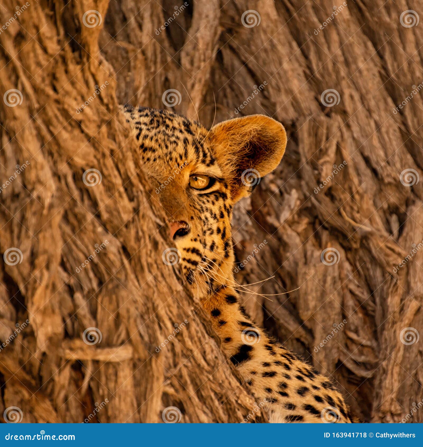 Female Leopard stock photo. Image of portrait, south - 163941718