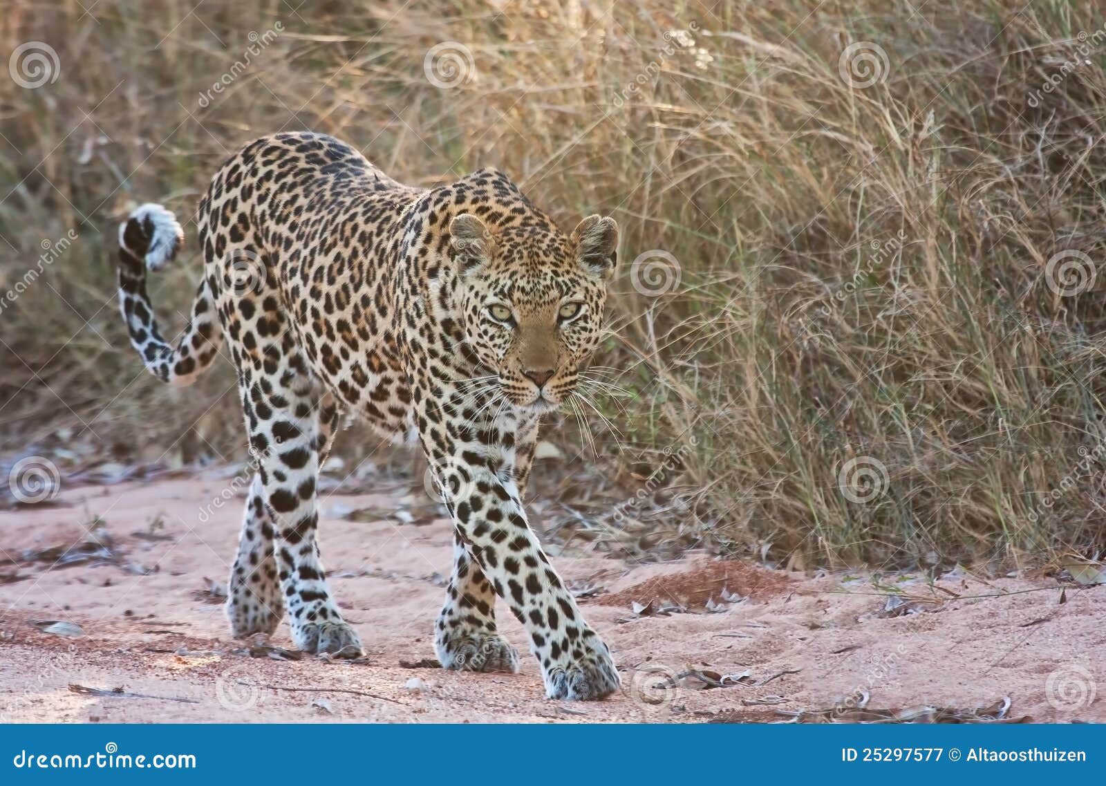 A Leopard Walking Through Bushes In Pilanesberg Stock Image ...
