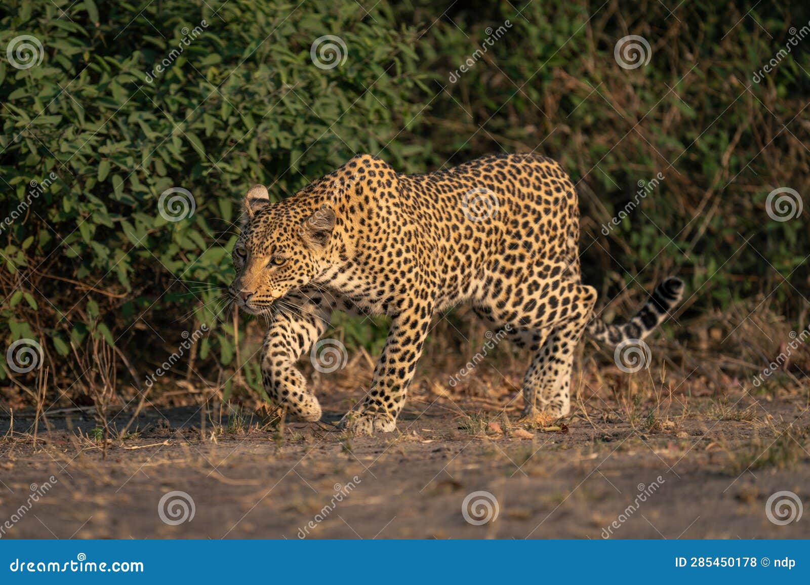 Female Leopard Walks Past Bushes Lifting Foot Stock Photo - Image of ...