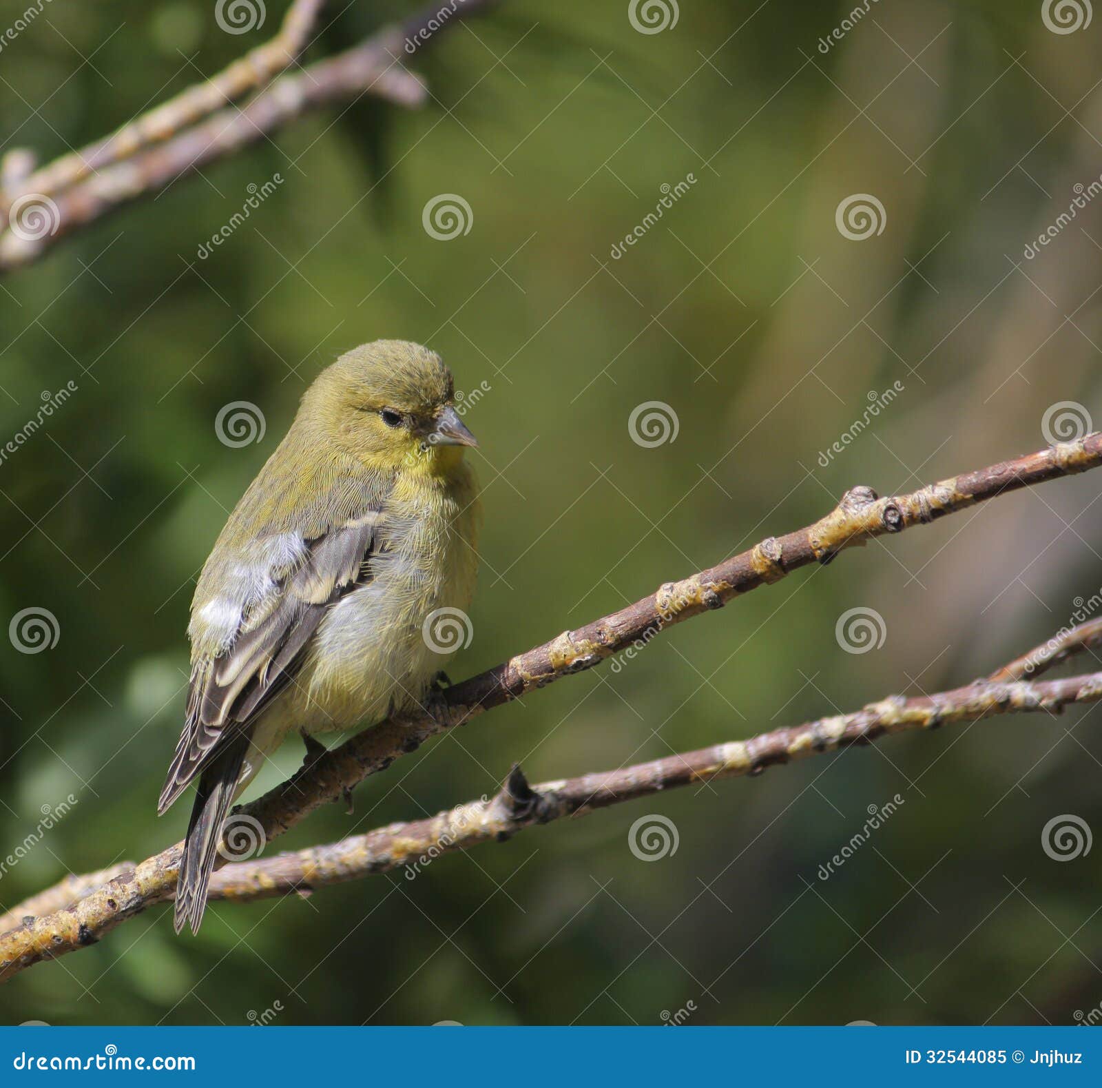 Female Lesser Goldfinch stock image. Image of spinus - 32544085
