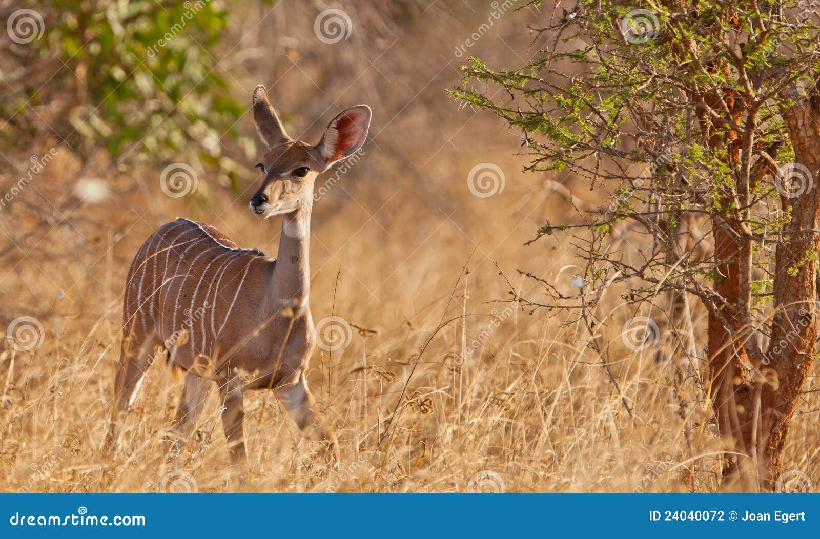 A female Lesser Kudu stock photo. Image of hair, fauna - 24040072
