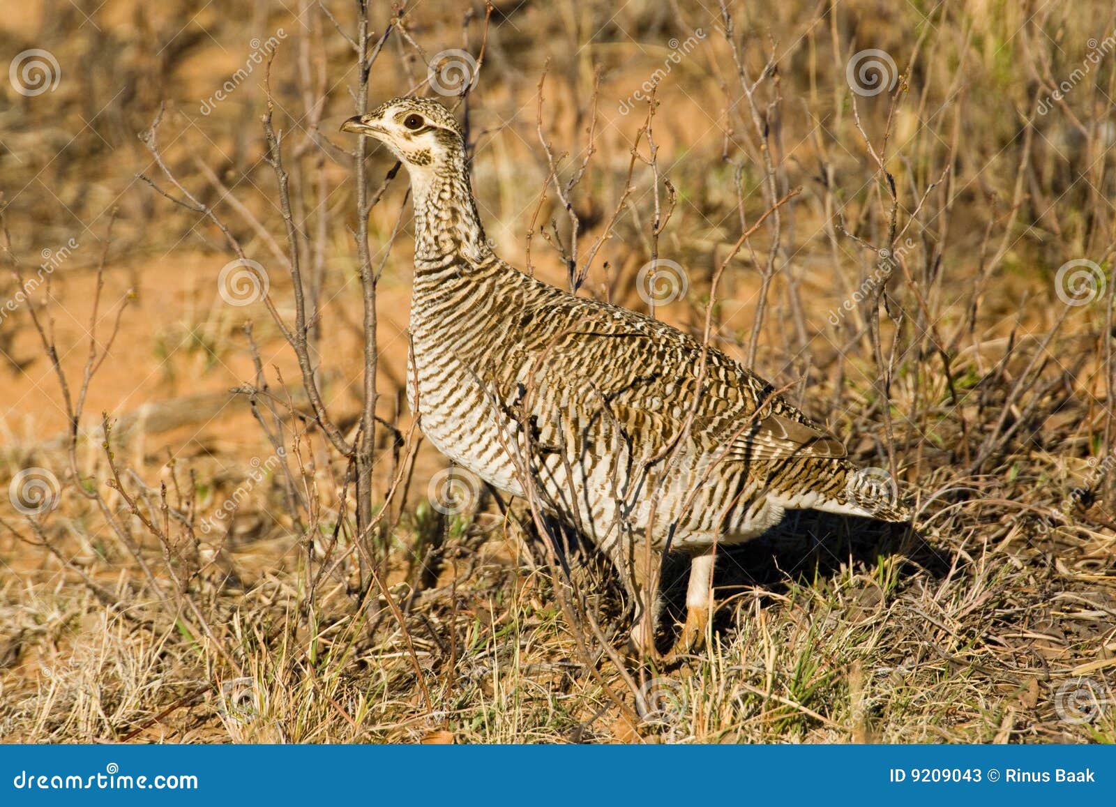 Female Lesser Prairie Chicken Stock Image - Image of watching, bird ...