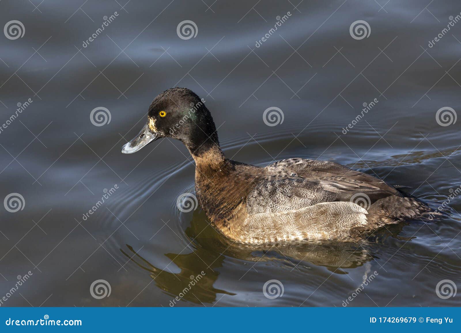 Female Lesser scaup duck stock image. Image of vancouver - 174269679