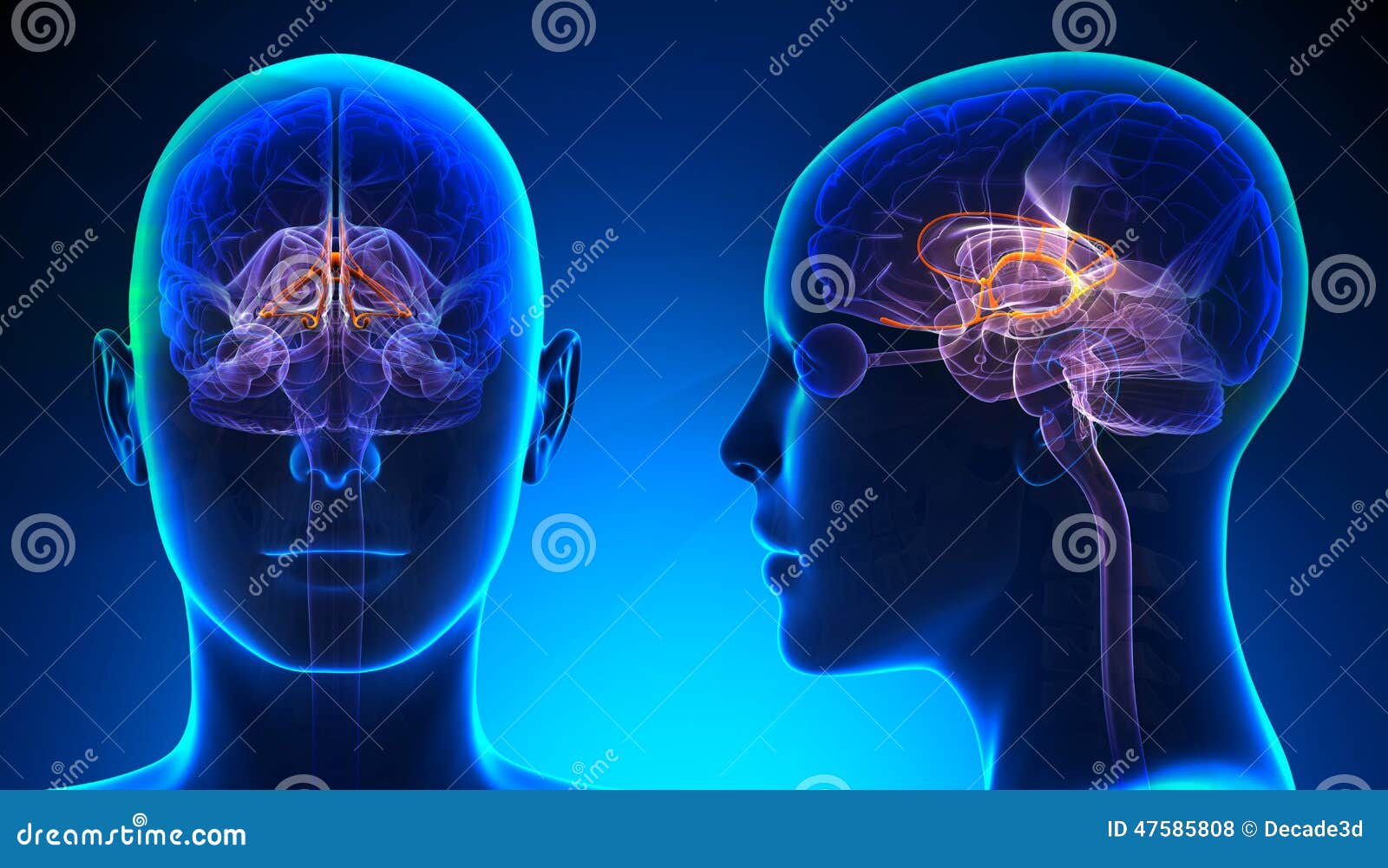 Limbic System Brain Anatomy - 3d Illustration | CartoonDealer.com #86009815