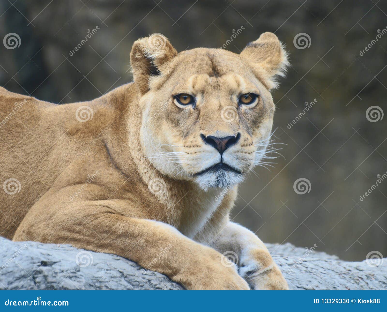 Female lion stock photo. Image of field, nature, africa - 13329330