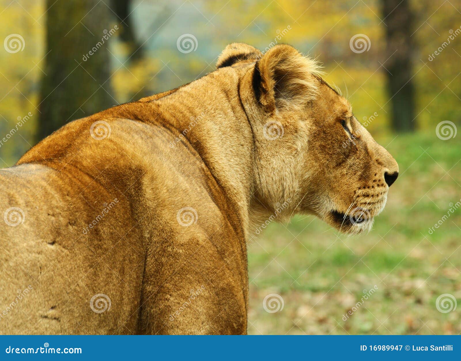 Female Lion stock image. Image of predator, kill, pathera - 16989947