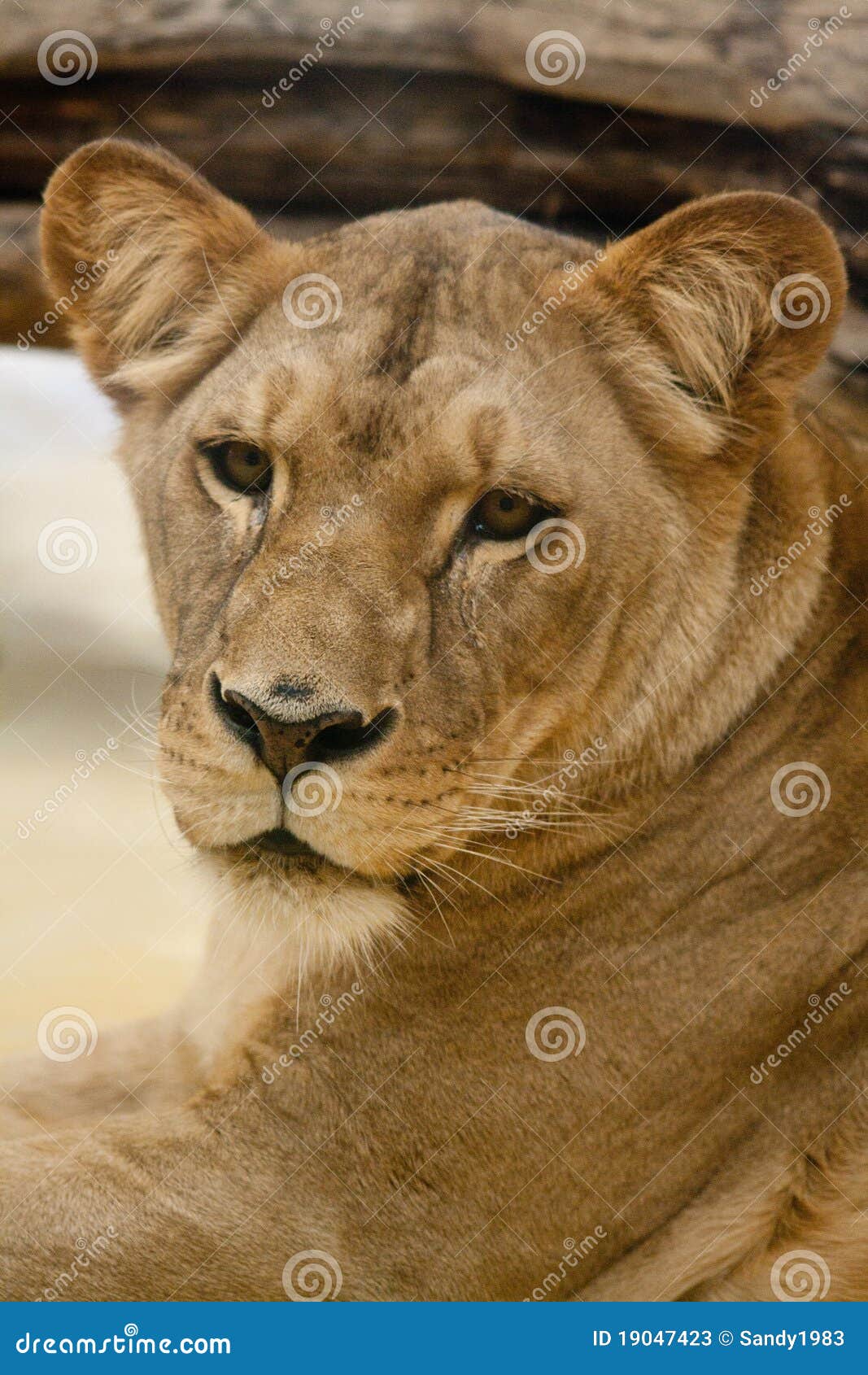 Female lion stock image. Image of wild, tiger, park, carnivore - 19047423