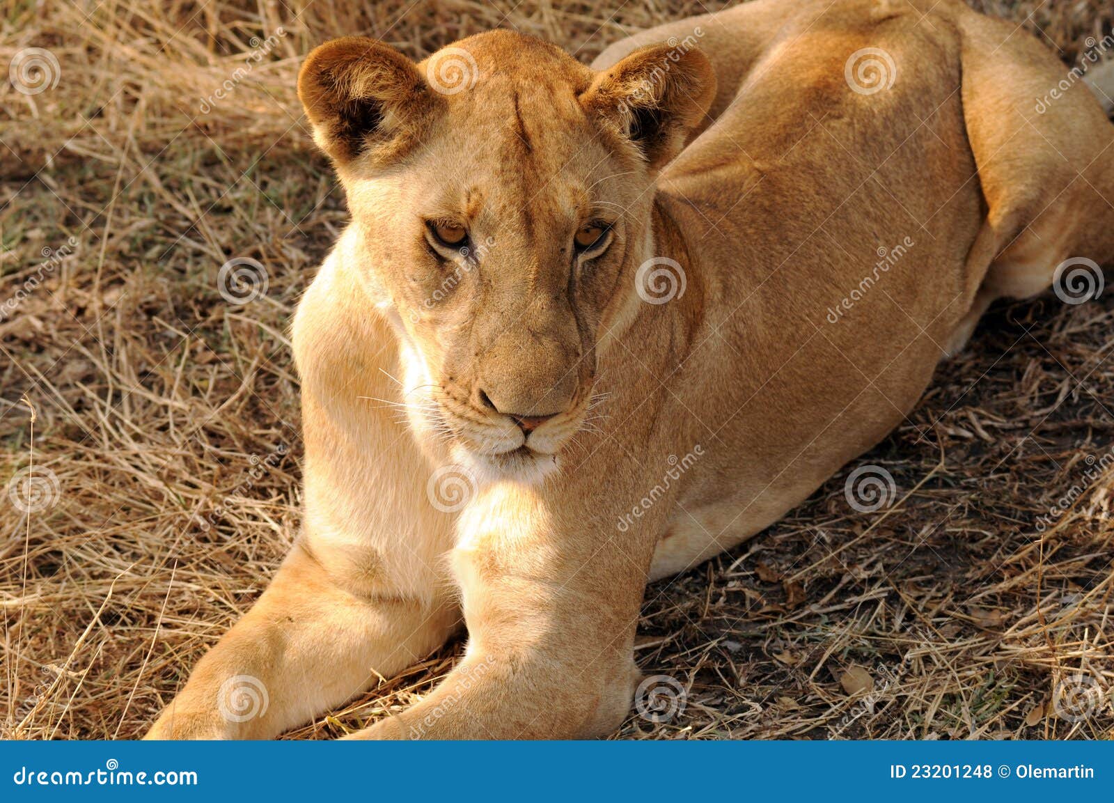 Female lion stock photo. Image of wildlife, female, adult - 23201248