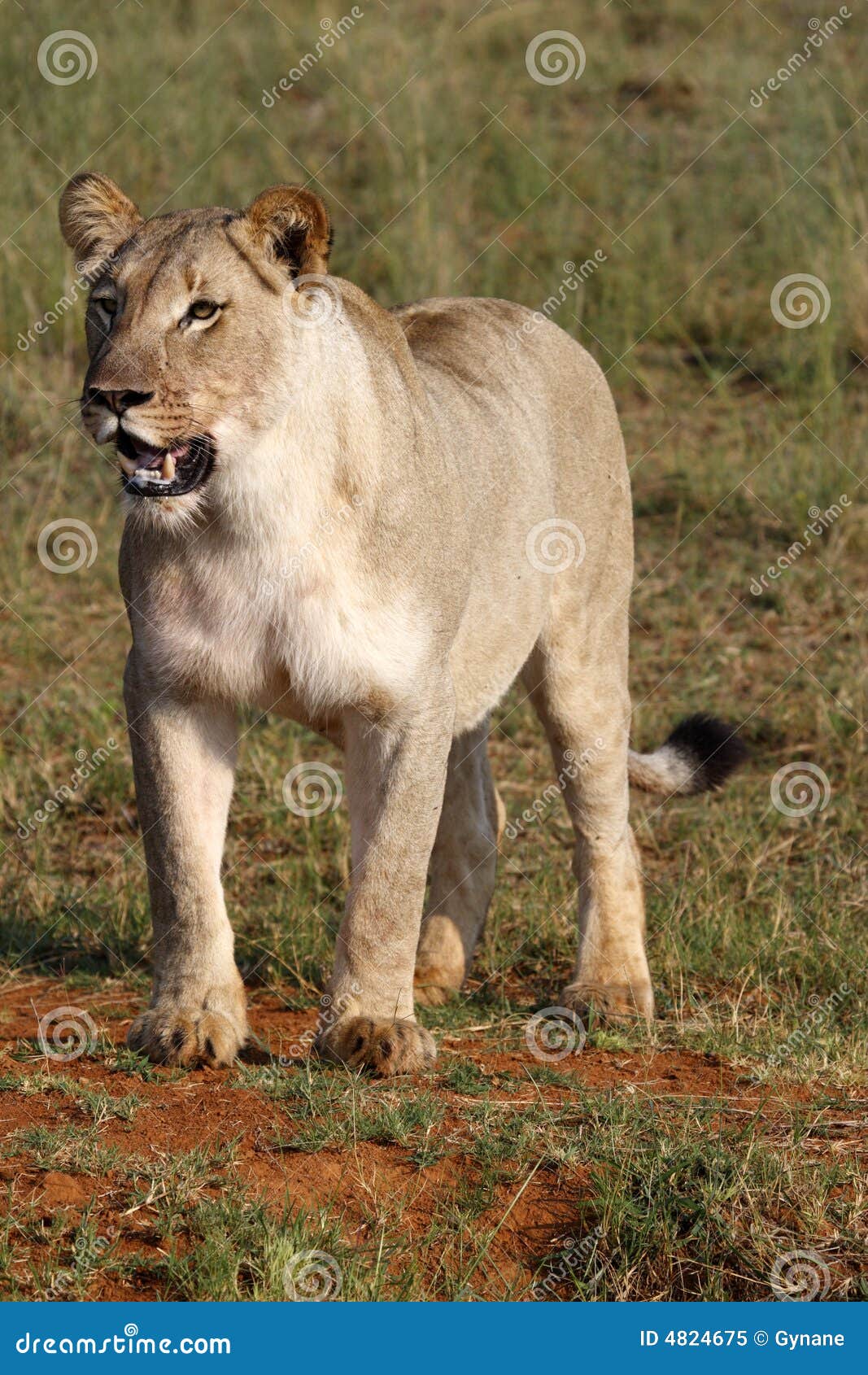 Female lion stock image. Image of outside, habitat, outdoors - 4824675
