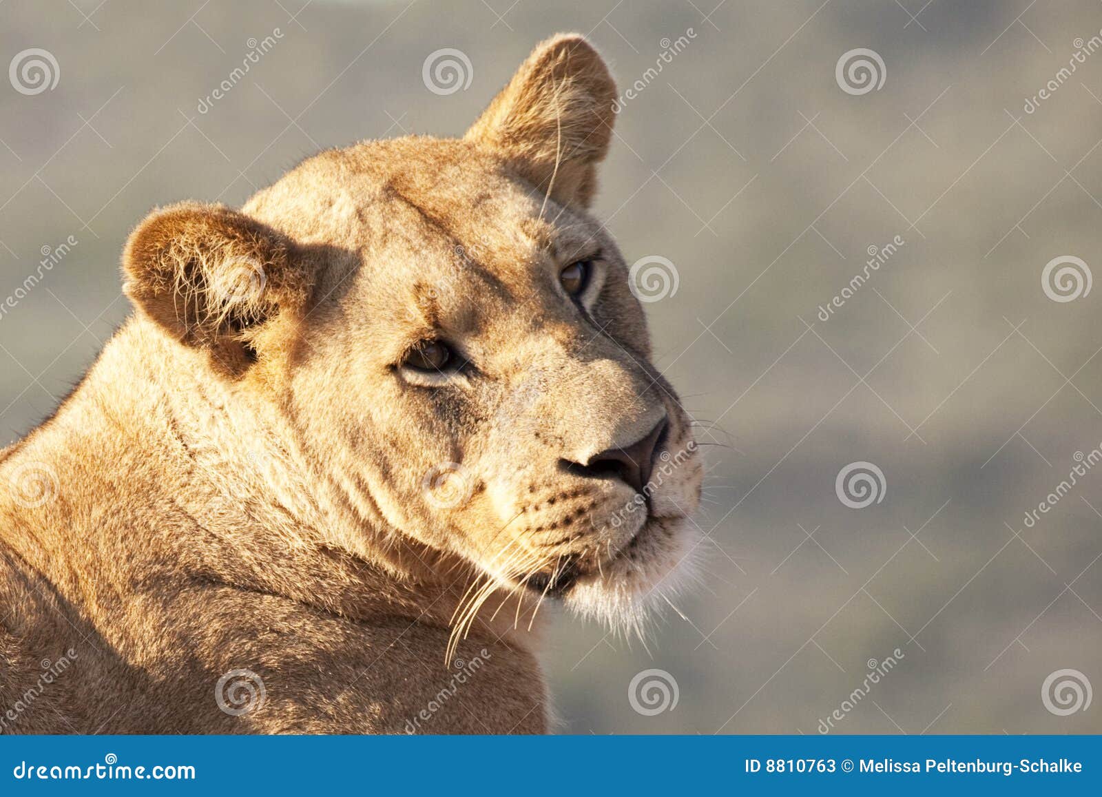 Female lion stock image. Image of hunter, unspoiled, safari - 8810763