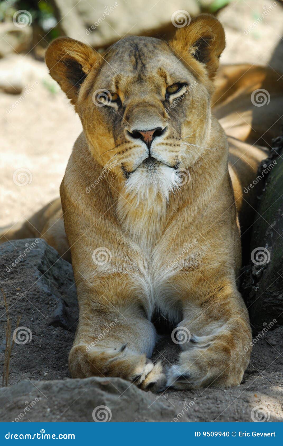 Female lion stock photo. Image of dangerous, hair, hunt - 9509940