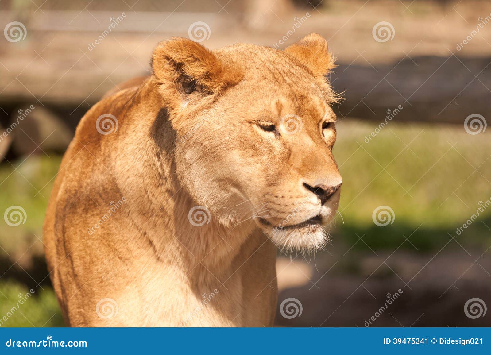 Female lion stock image. Image of grass, lioness, mammal - 39475341