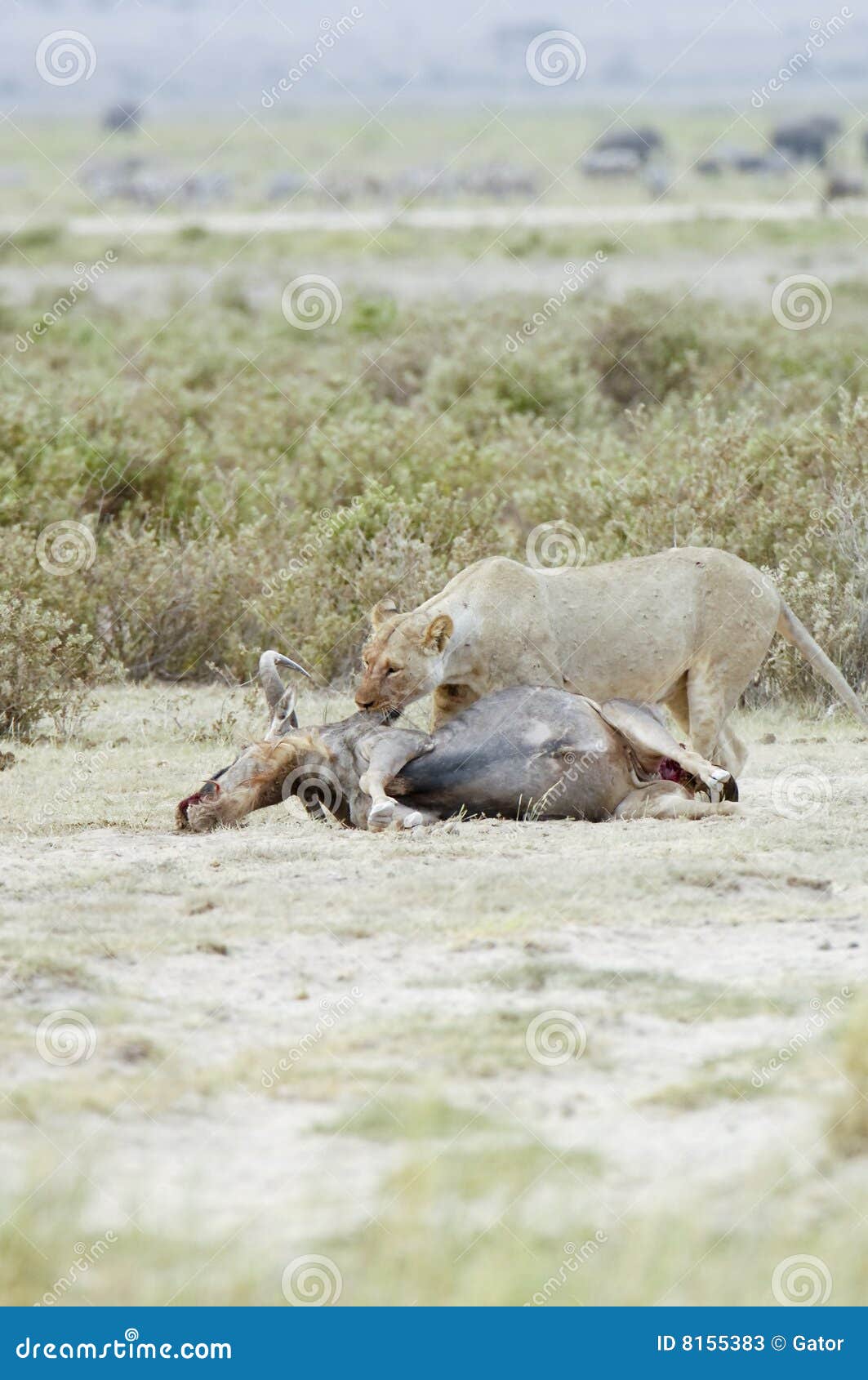 Female Lion Eating Gnu Kill Stock Image - Image of bite, death: 8155383