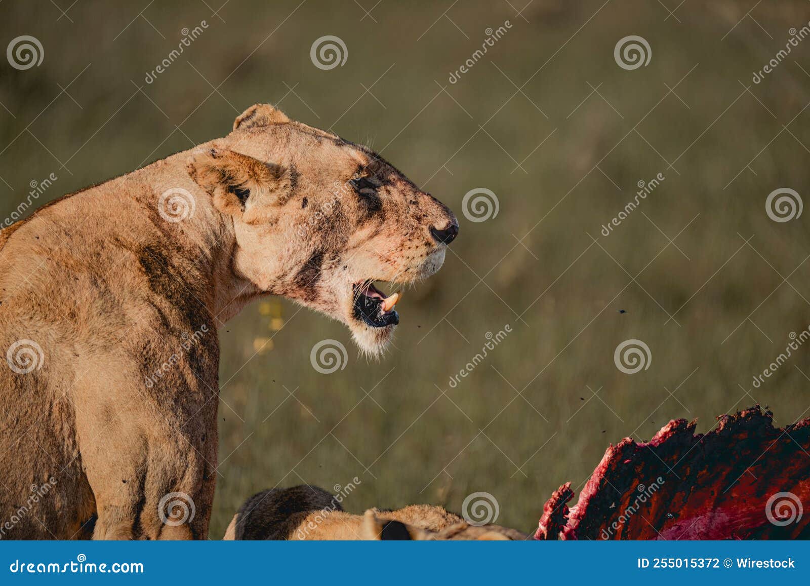 Female Lion Eating the Prey after Hunting Stock Photo - Image of grass ...