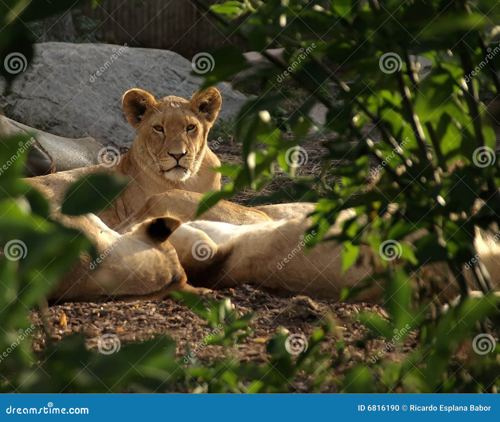 Female lion on guard stock photo. Image of animal, covered - 6816190
