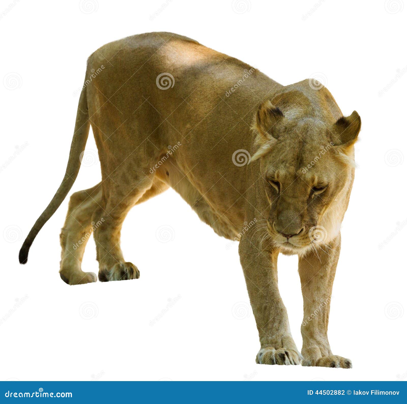 Female lion stock photo. Image of front, predator, standing - 44502882