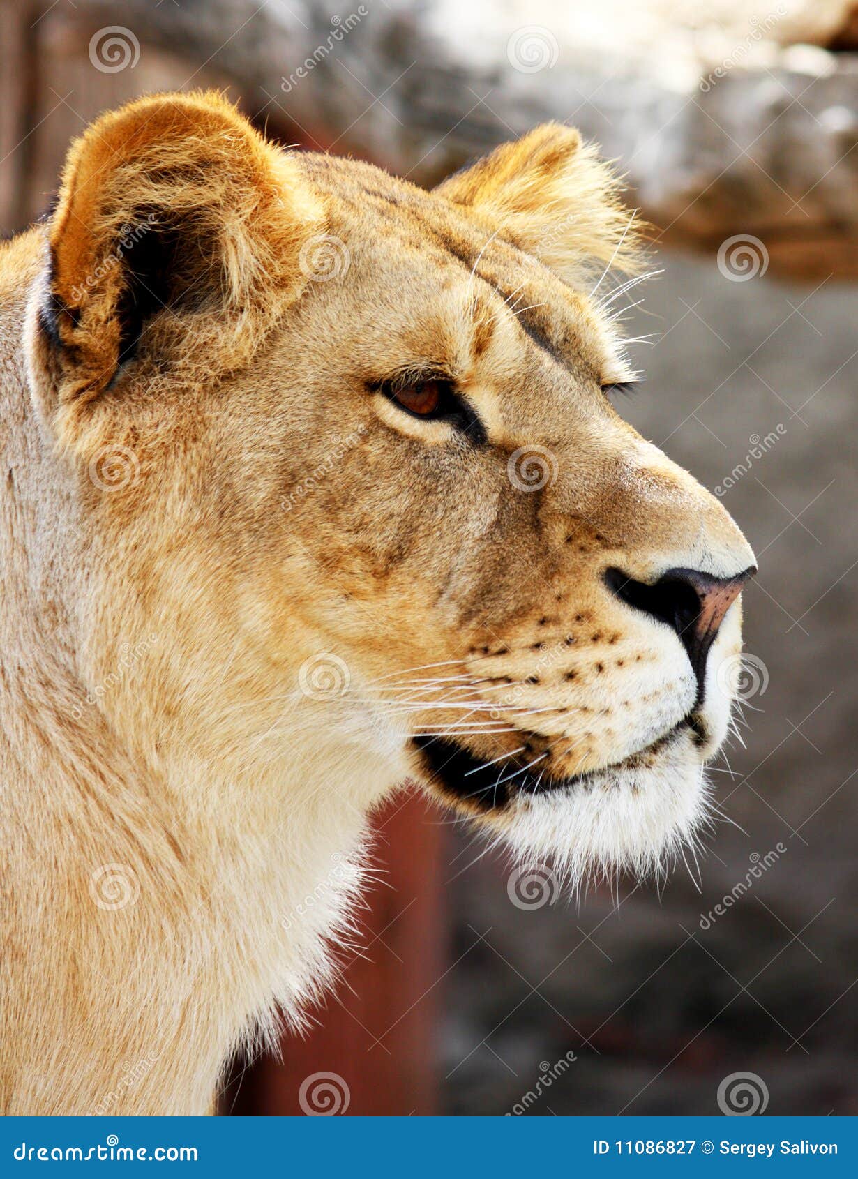 Female lion portrait stock image. Image of female, lioness - 11086827