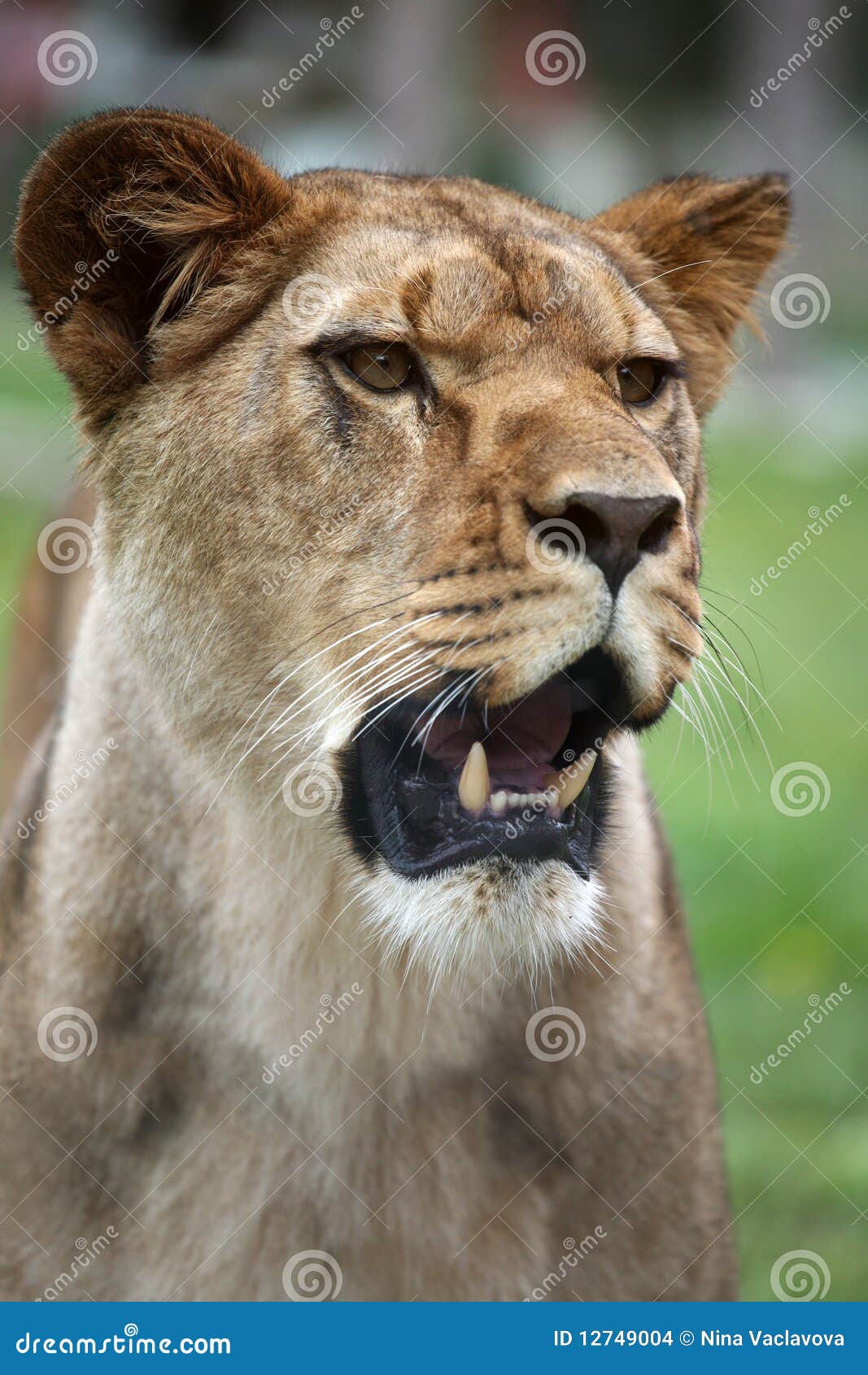 Female lion portrait stock photo. Image of outdoor, safari - 12749004