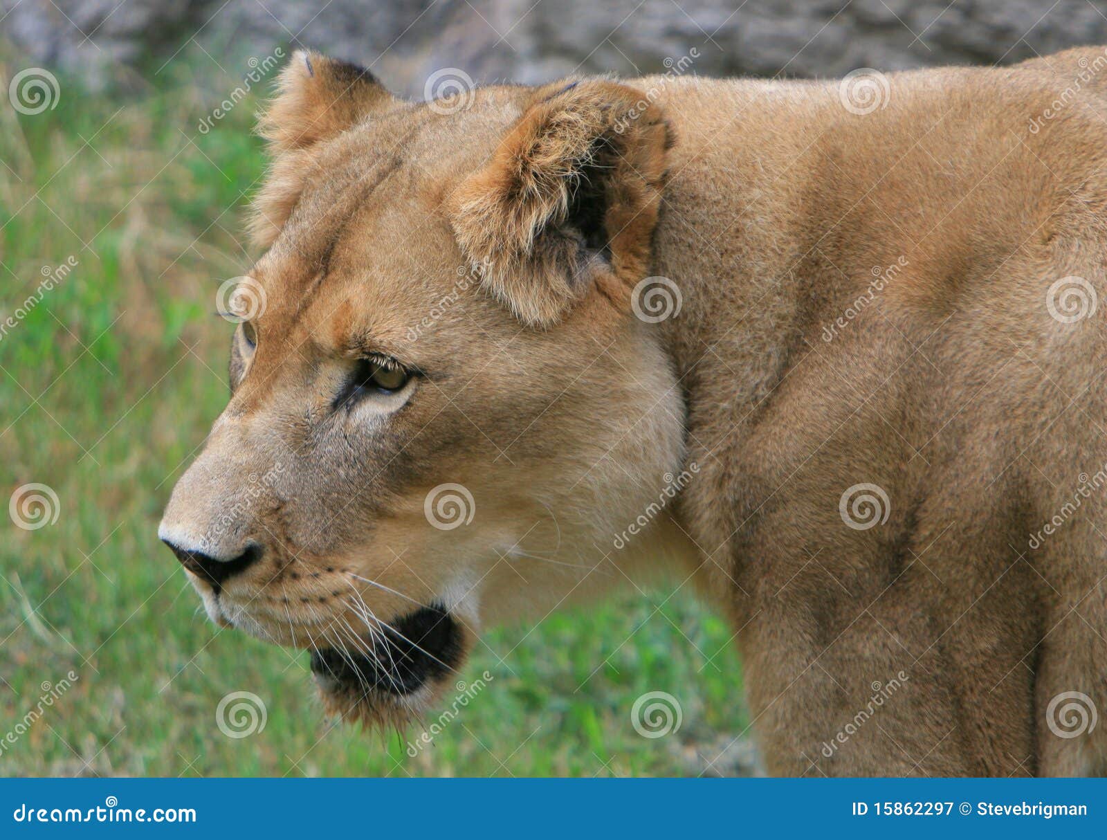Female lion portrait stock image. Image of botswana, carnivore - 15862297