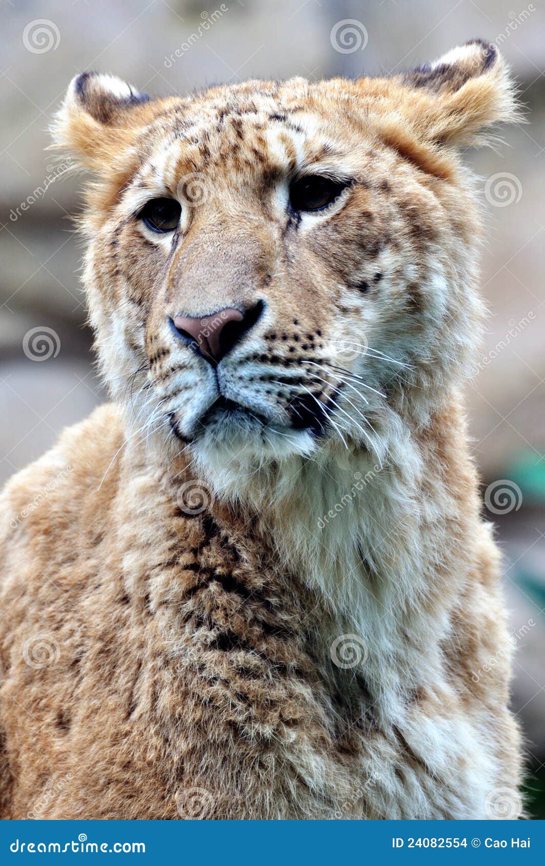 A female Lion portrait stock photo. Image of feature - 24082554