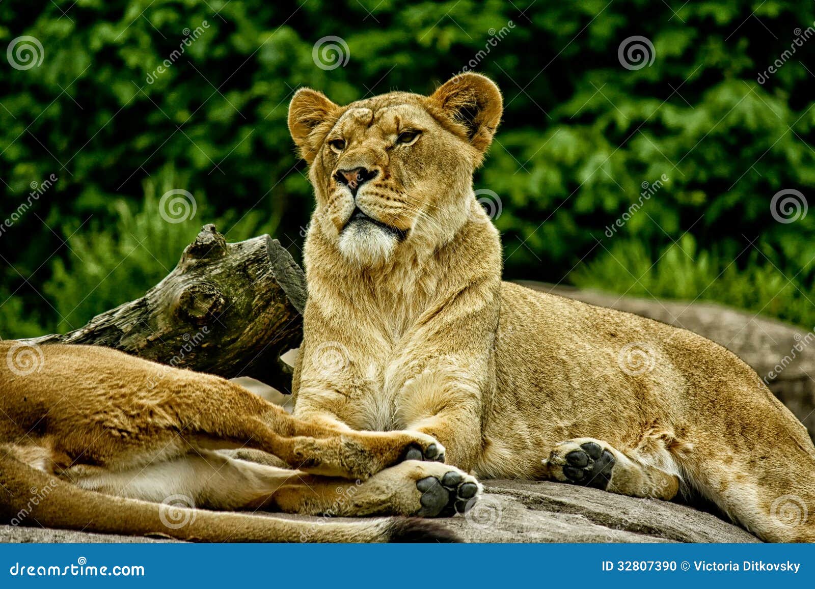 A female lion stock photo. Image of outdoor, female, lion - 32807390