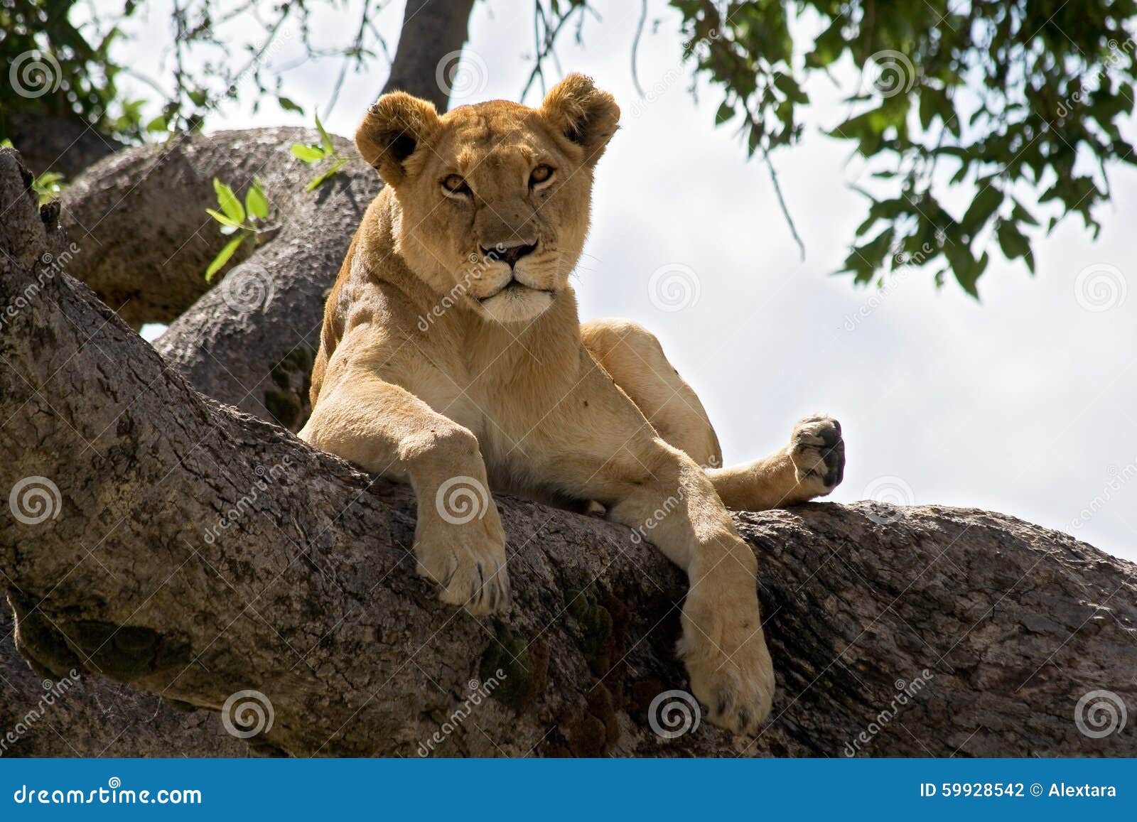 Female Lion Resting on a Branch in a Tree. Stock Photo - Image of ...