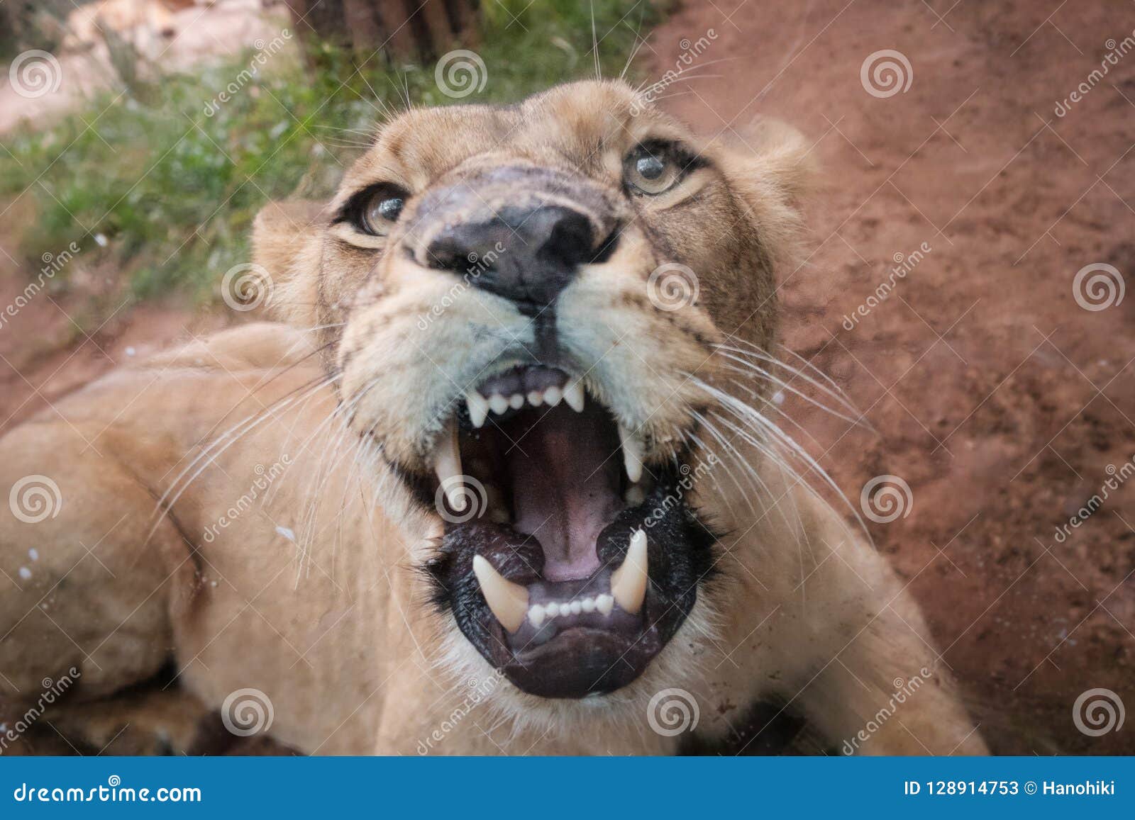 Lion Showing His Teeth Royalty-Free Stock Image | CartoonDealer.com ...
