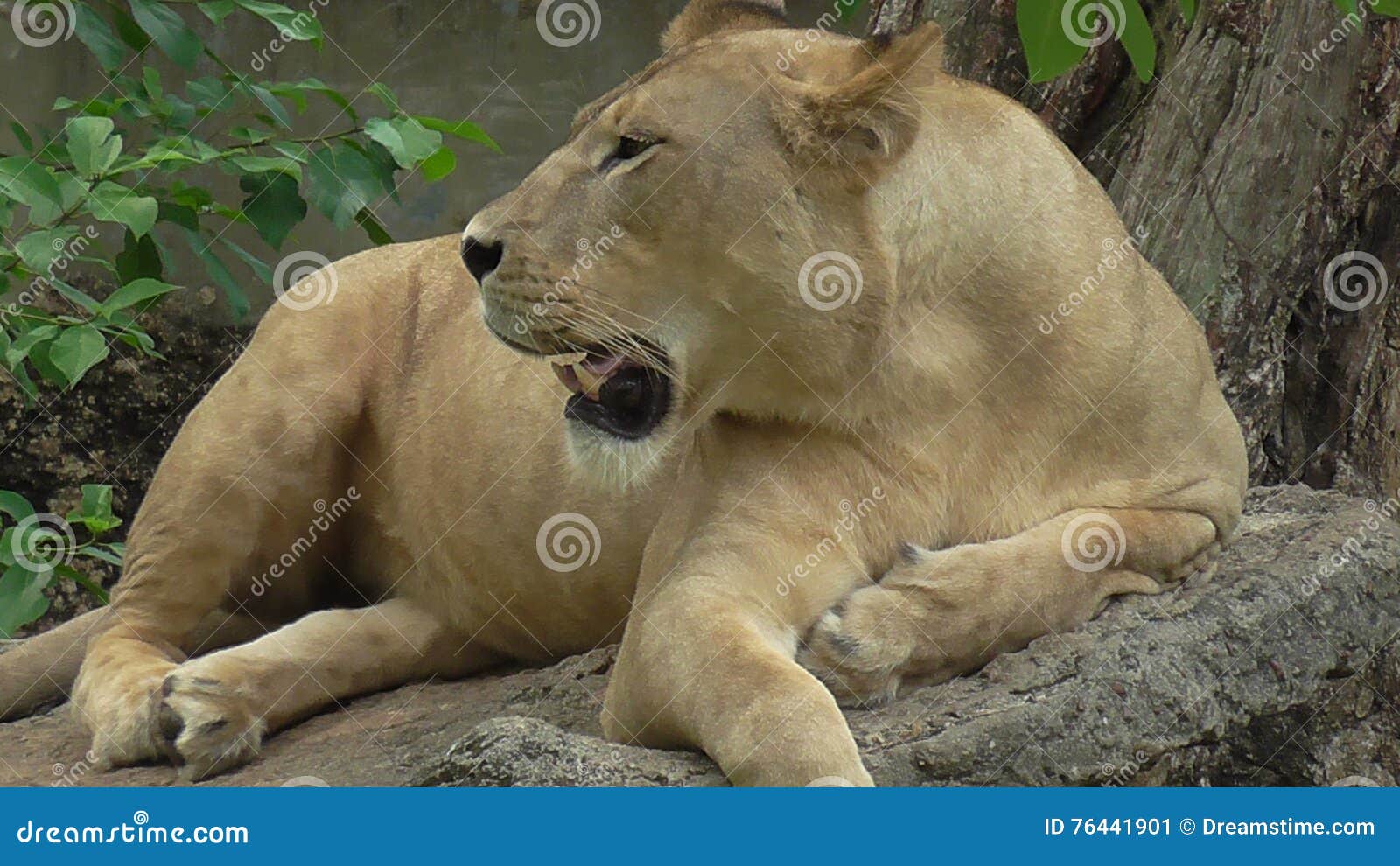 Female Lion stock image. Image of lion, lioness, terrestrial - 76441901