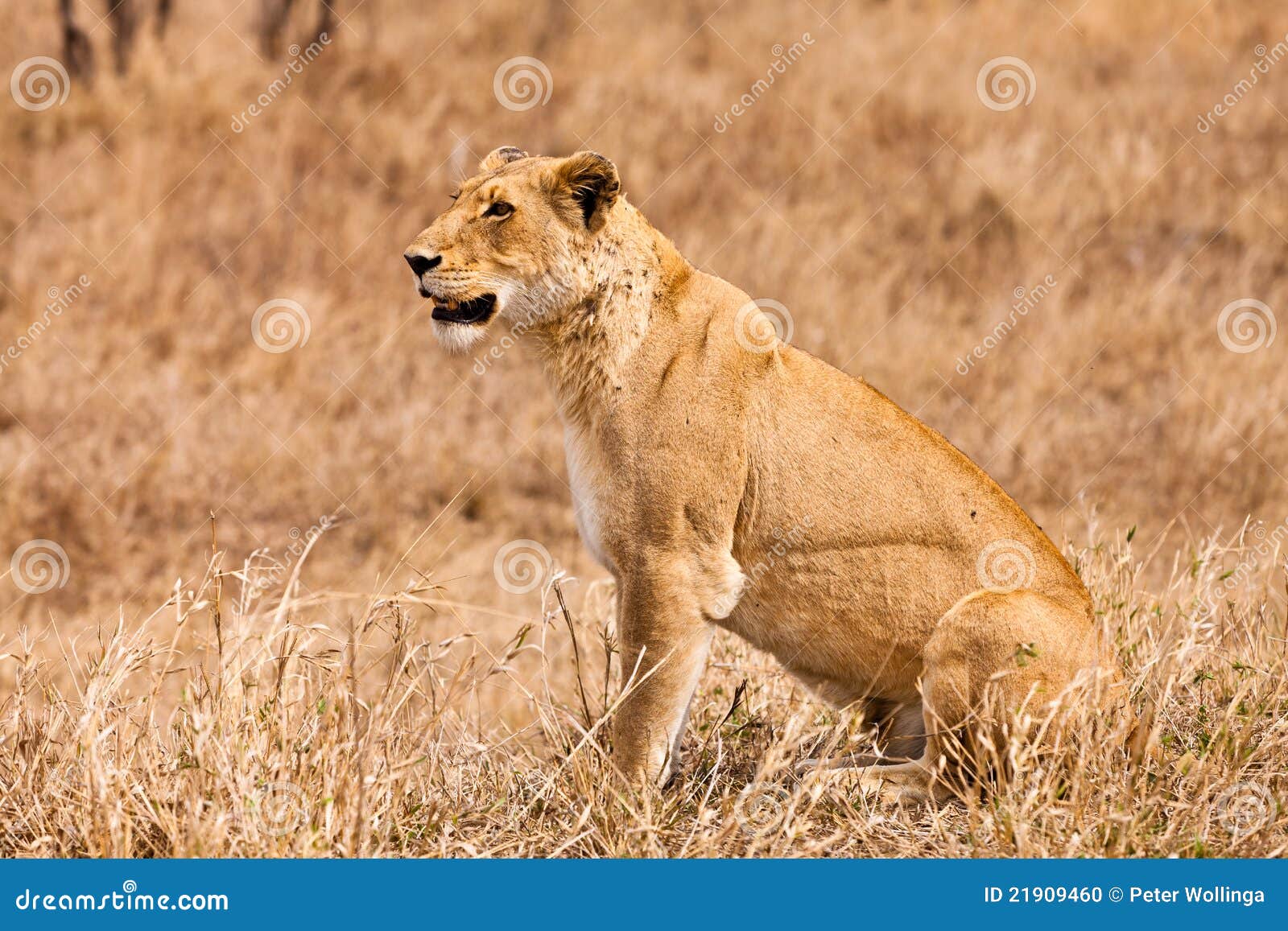 Female Lion Sitting in the Grass Stock Photo - Image of hunter, african ...