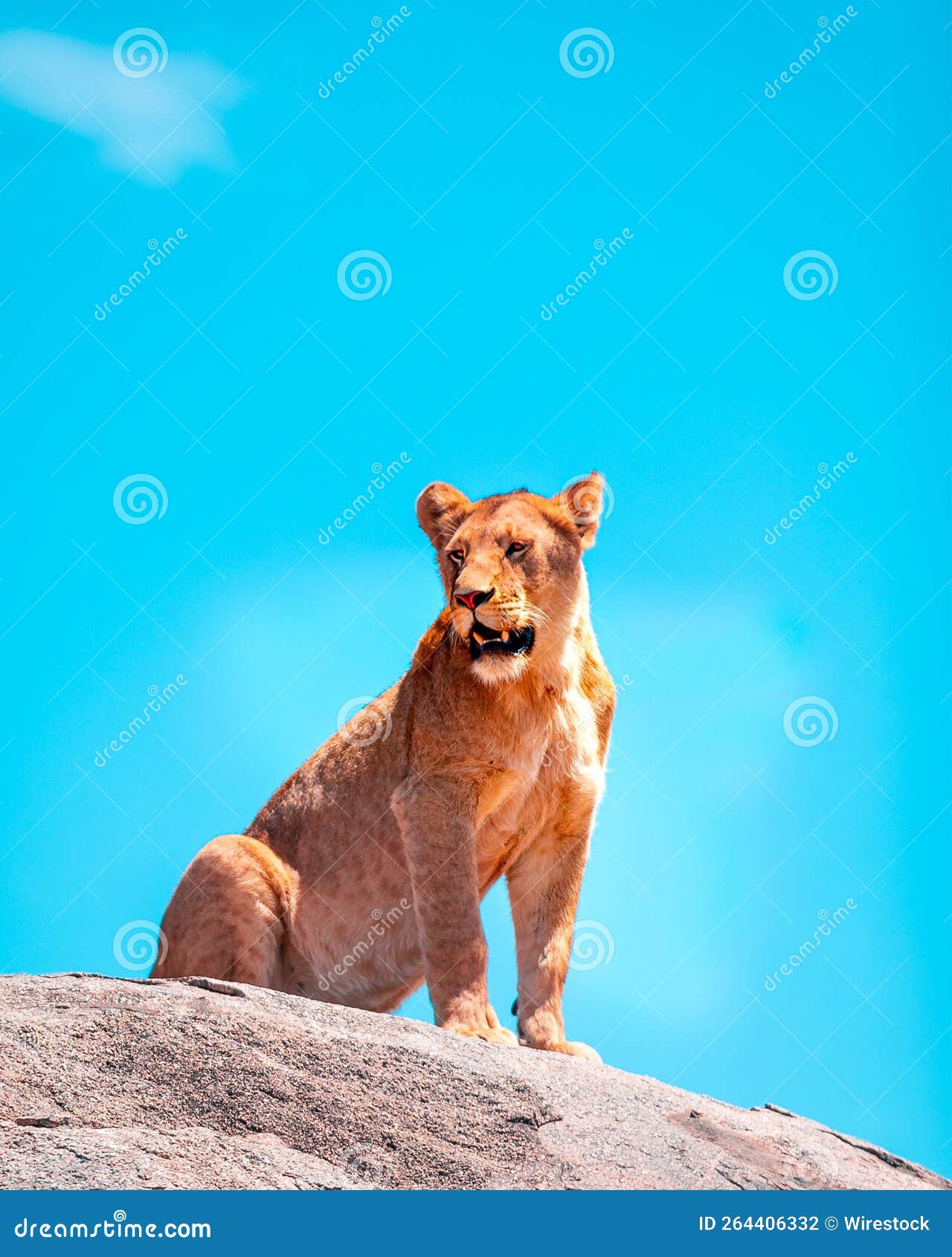 Female Lion Sitting on Rock Stock Photo - Image of lion, female: 264406332
