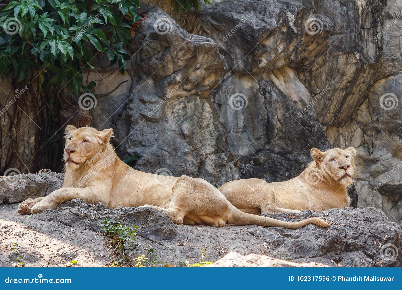 Female Lion Sitting on the Rock. Stock Photo - Image of danger, black ...
